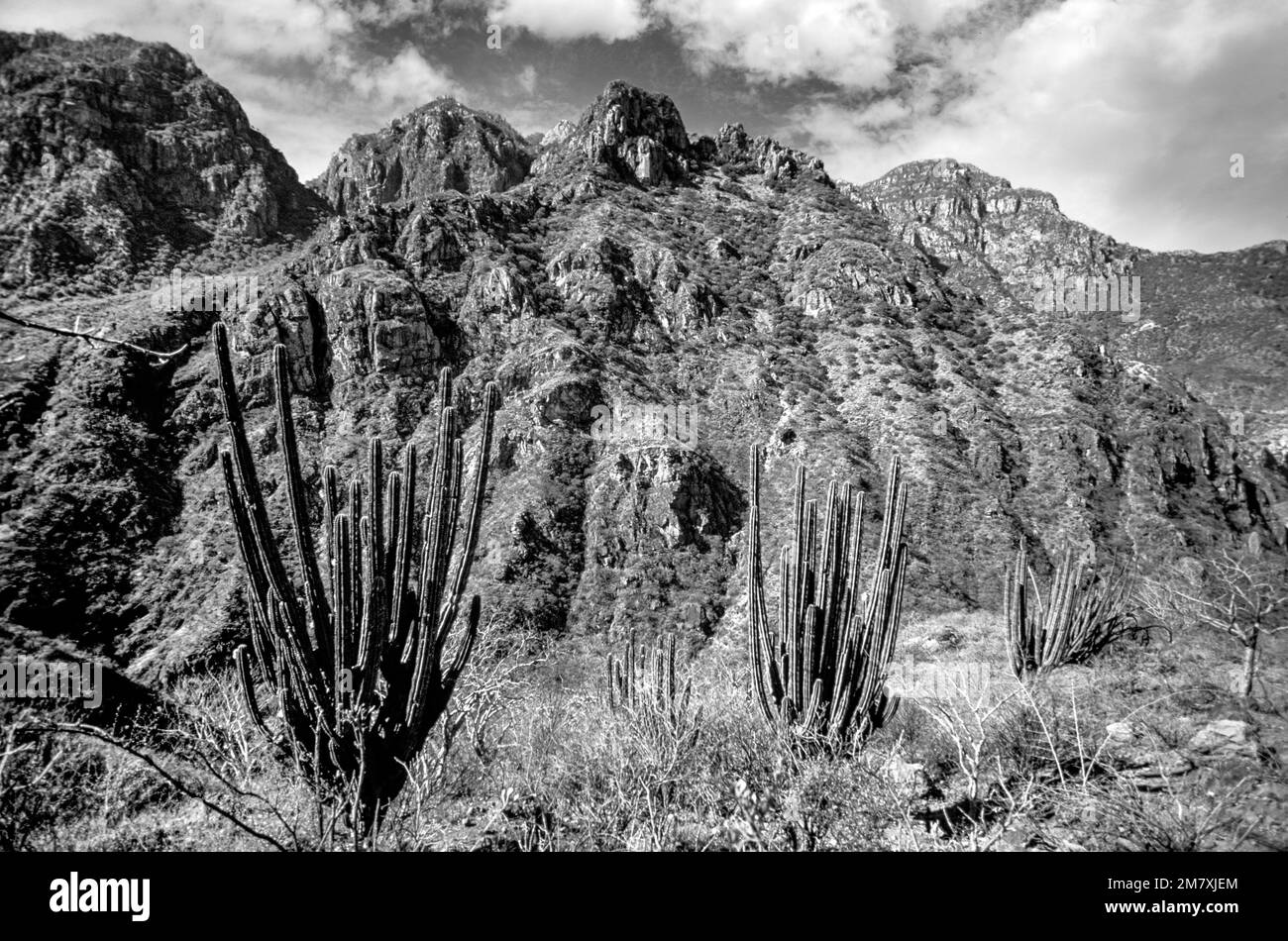 Sierra madre mountains mexico Foto e Immagini Stock in Bianco e Nero ...