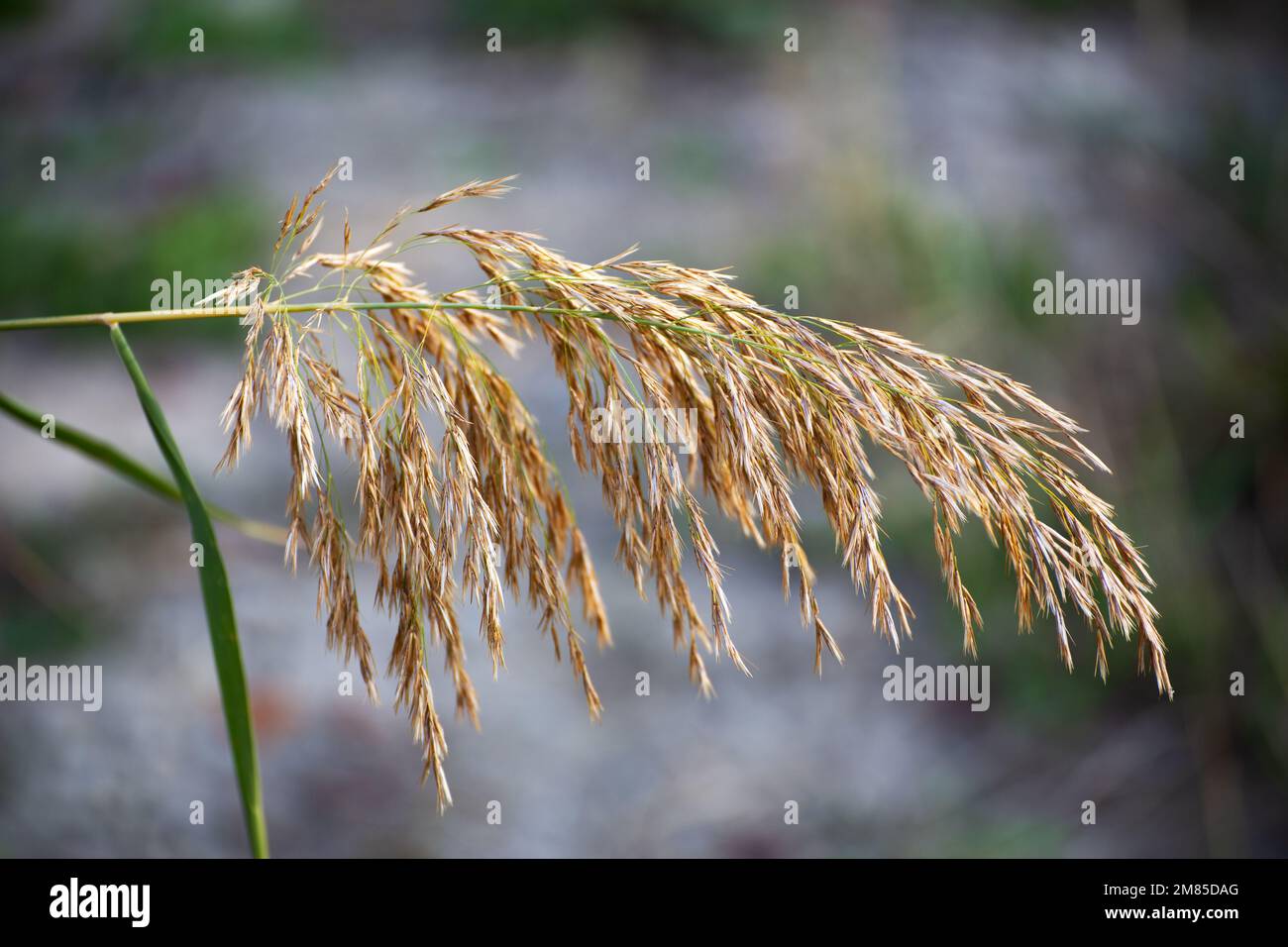 Pianta del giunco isolata immagini e fotografie stock ad alta ...