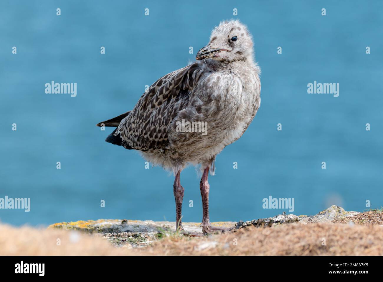Pulcino di gabbiano reale immagini e fotografie stock ad alta ...