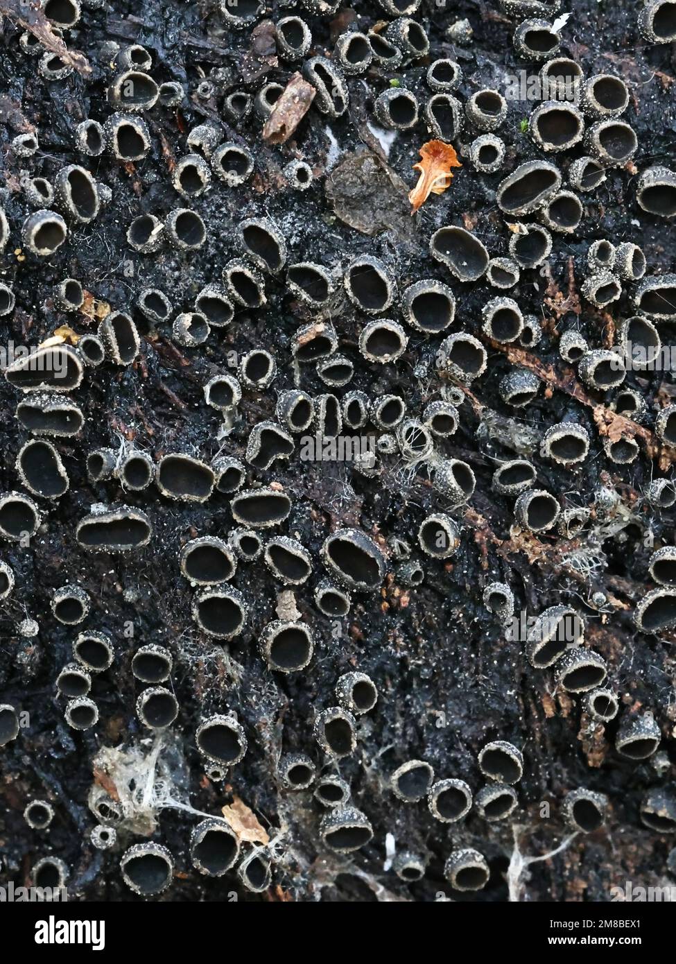 Cancro della corteccia fuligginosa immagini e fotografie stock ad alta ...