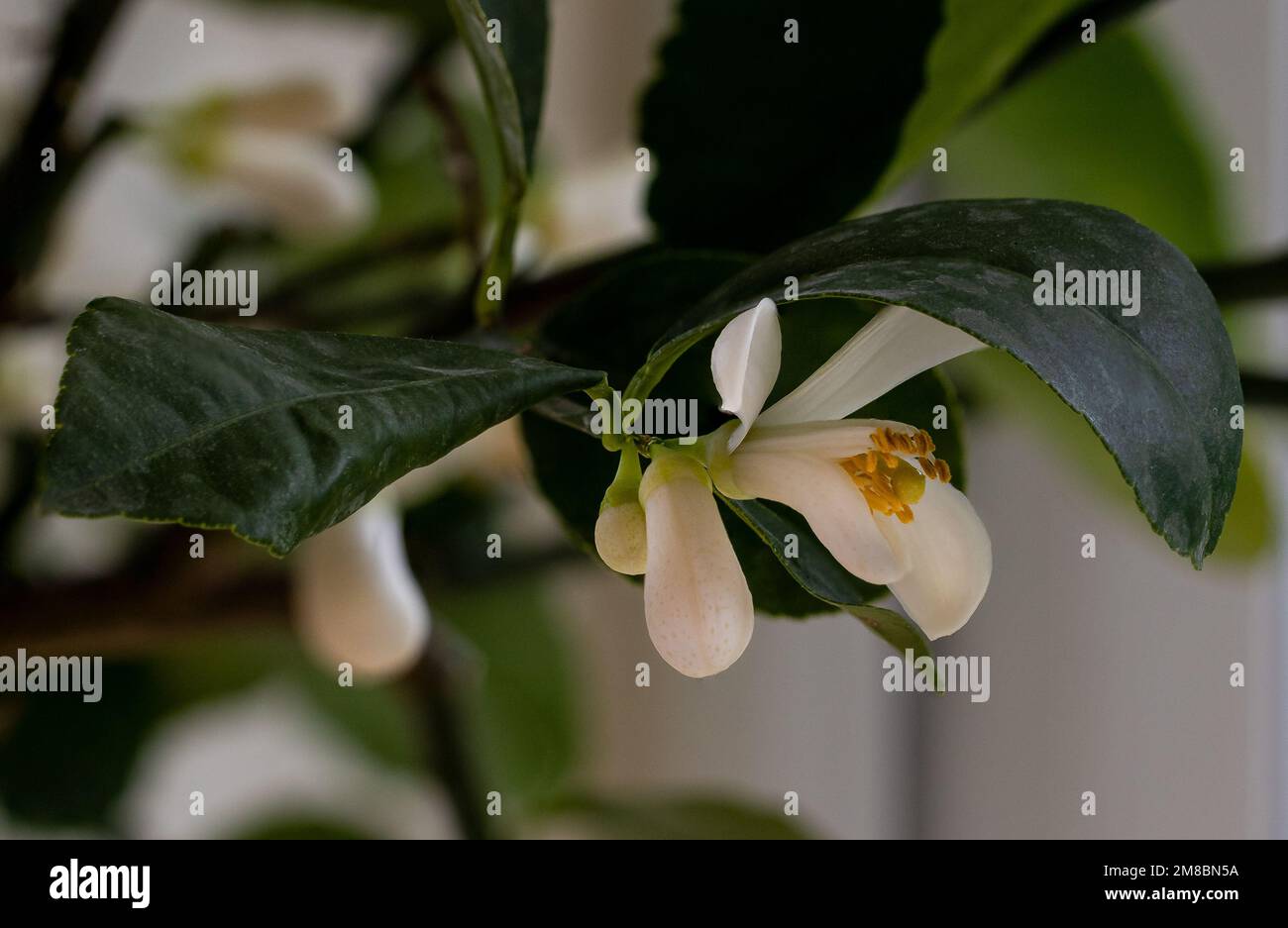 Zagara limone immagini e fotografie stock ad alta risoluzione - Alamy