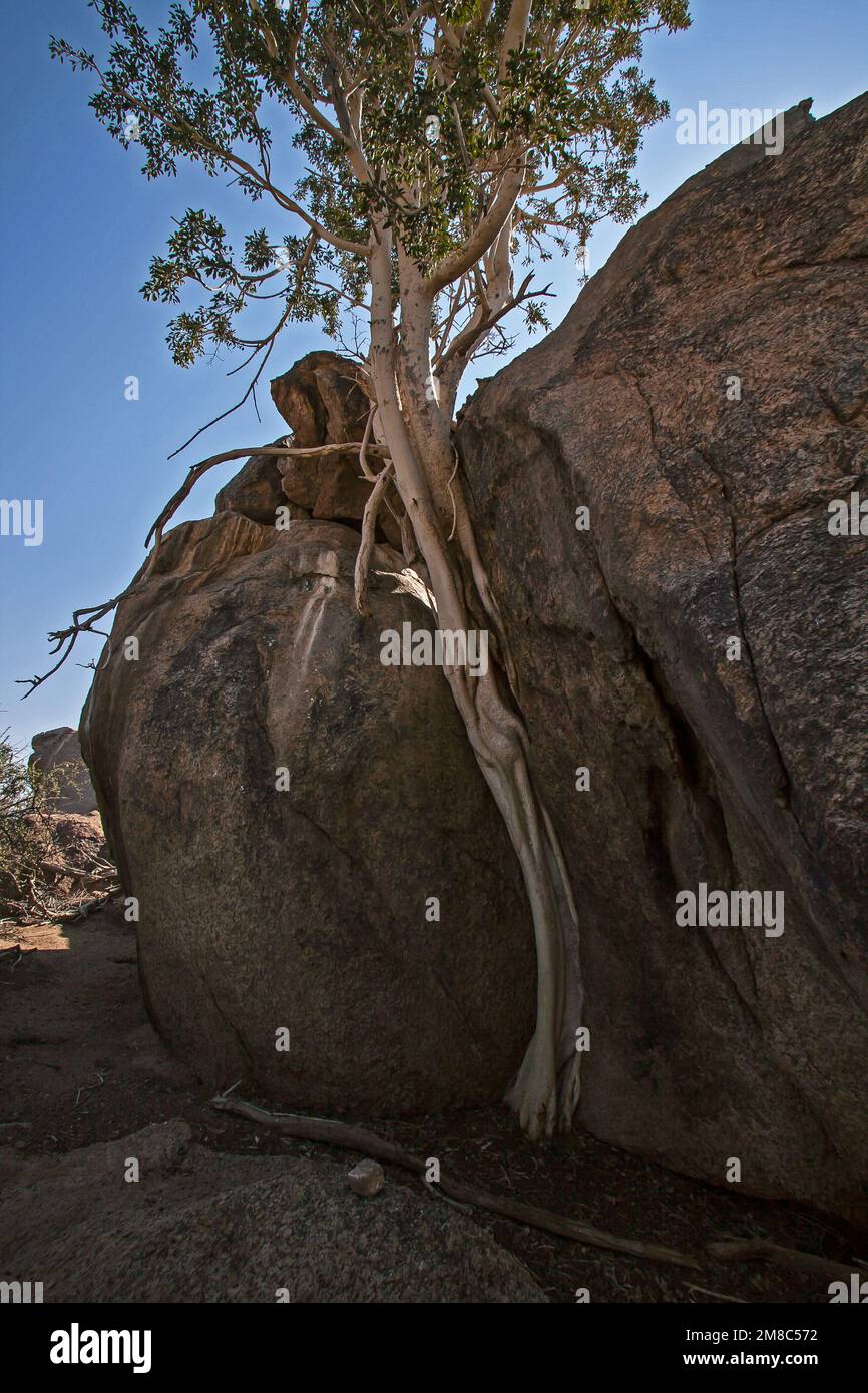 Ficus cordata immagini e fotografie stock ad alta risoluzione - Alamy