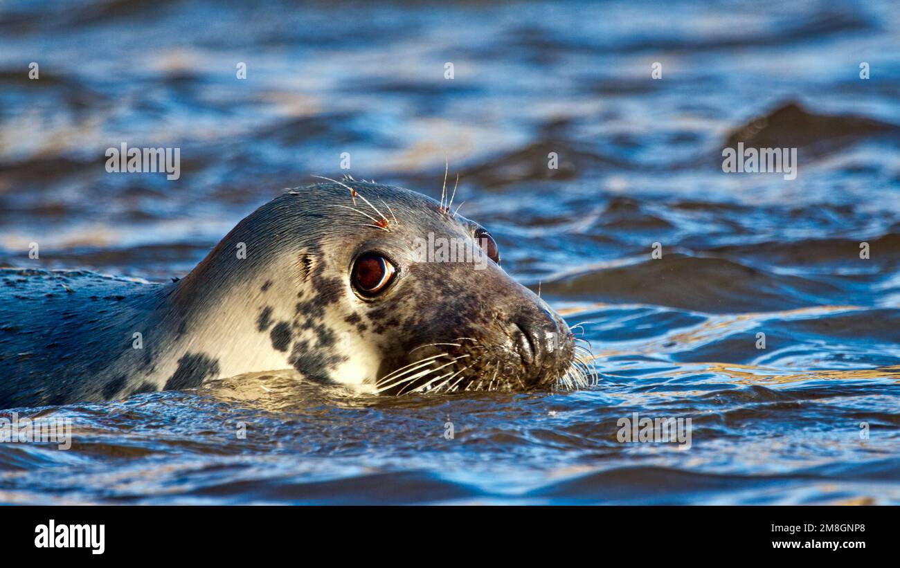 Foca che nuota immagini e fotografie stock ad alta risoluzione - Alamy