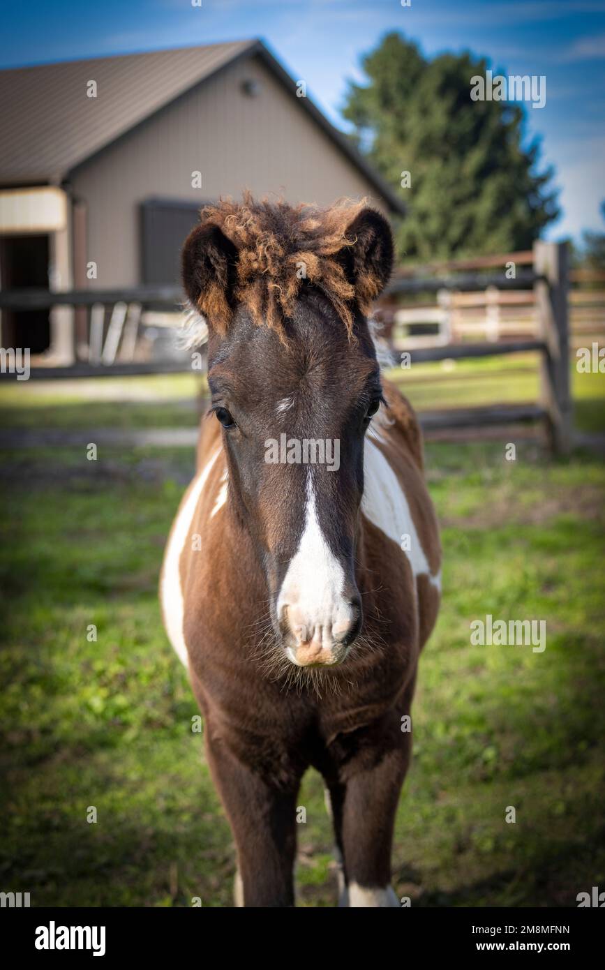 Cavallo bianco con macchie nere immagini e fotografie stock ad alta ...