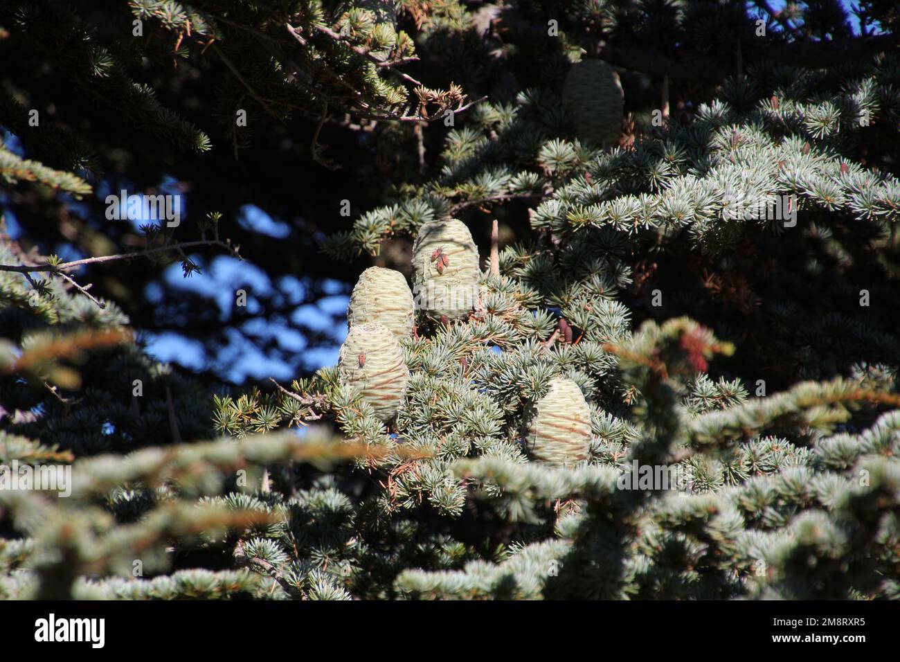 Cedro cipro immagini e fotografie stock ad alta risoluzione - Alamy