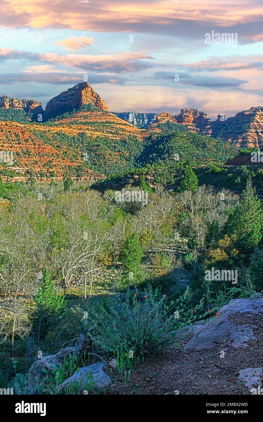 Foresta nazionale di coconino immagini e fotografie stock ad alta ...