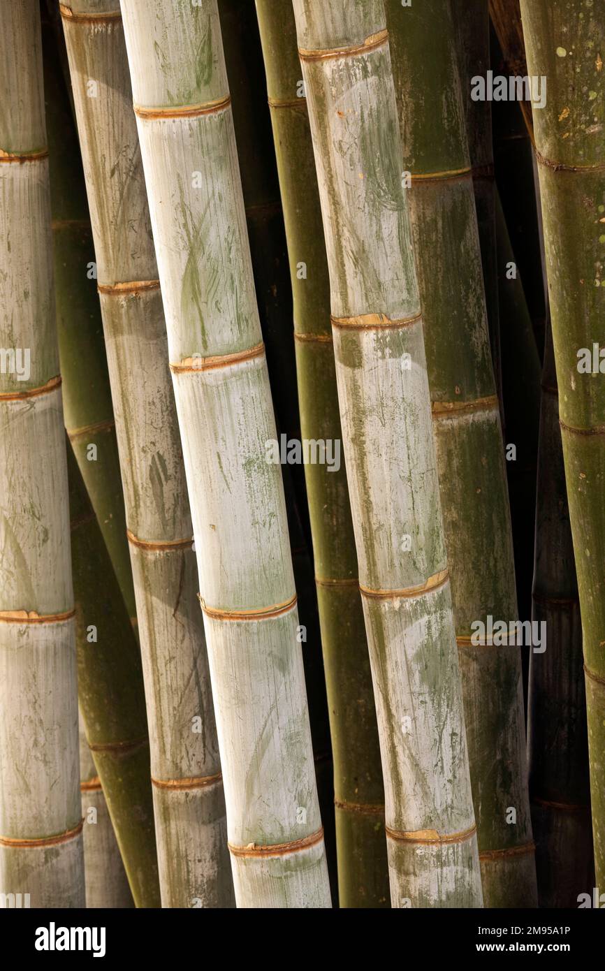 I bambù sono un gruppo variegato di piante perenni sempreverdi che ...