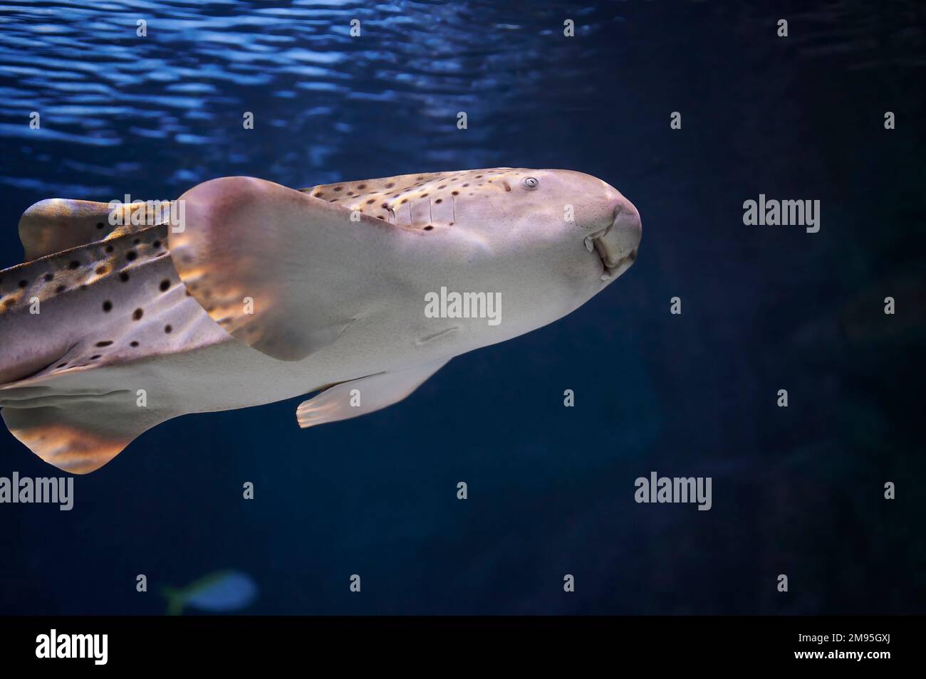 Lo squalo Zebra (Stegostoma fasciatum) nativo degli oceani Indiano e ...