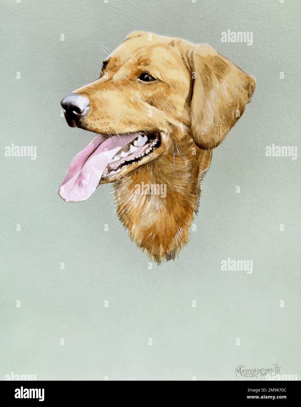 Un ritratto dettagliato di Malcolm Greensmith di un Labrador d'oro, che ...