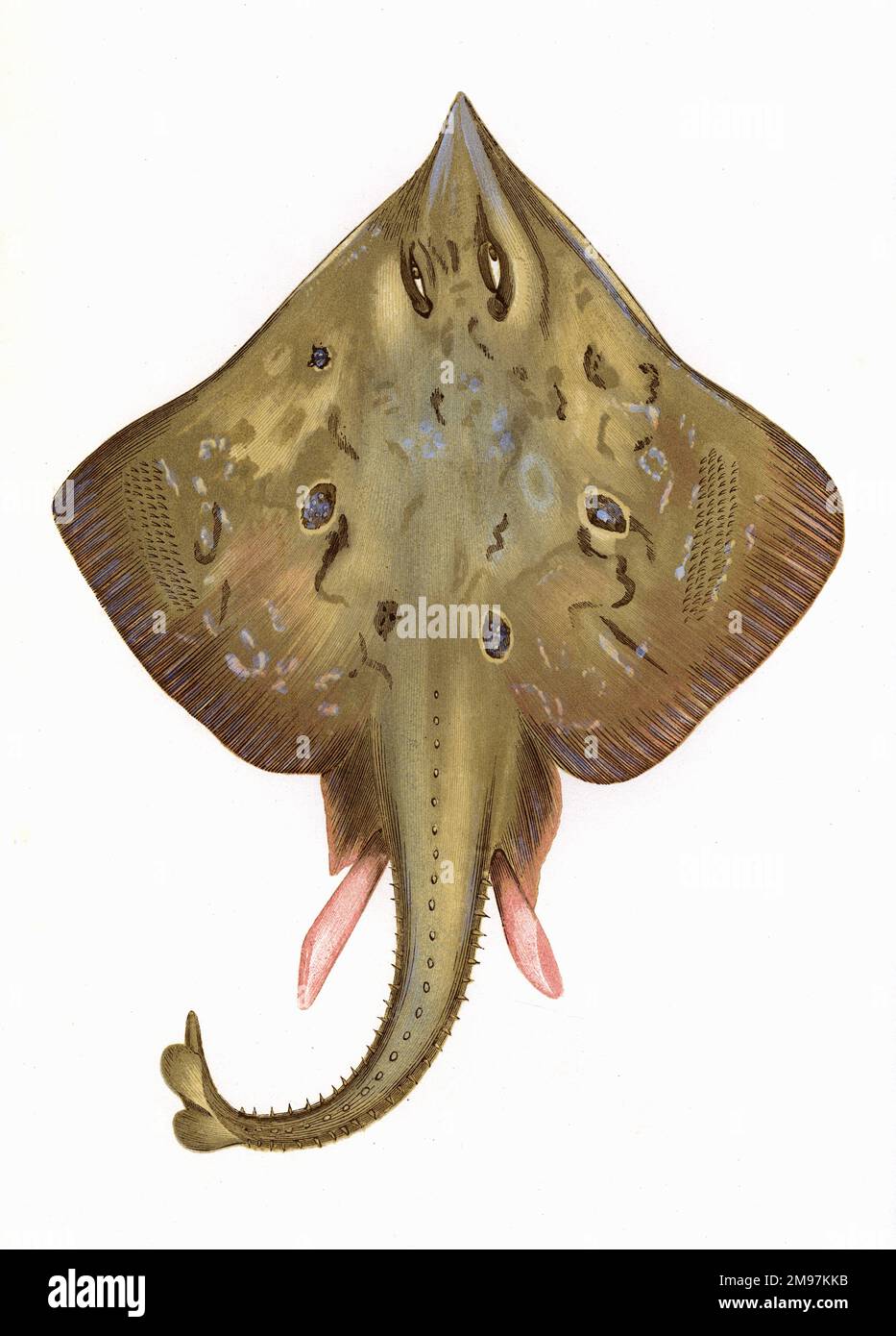 Skate fishes immagini e fotografie stock ad alta risoluzione - Alamy