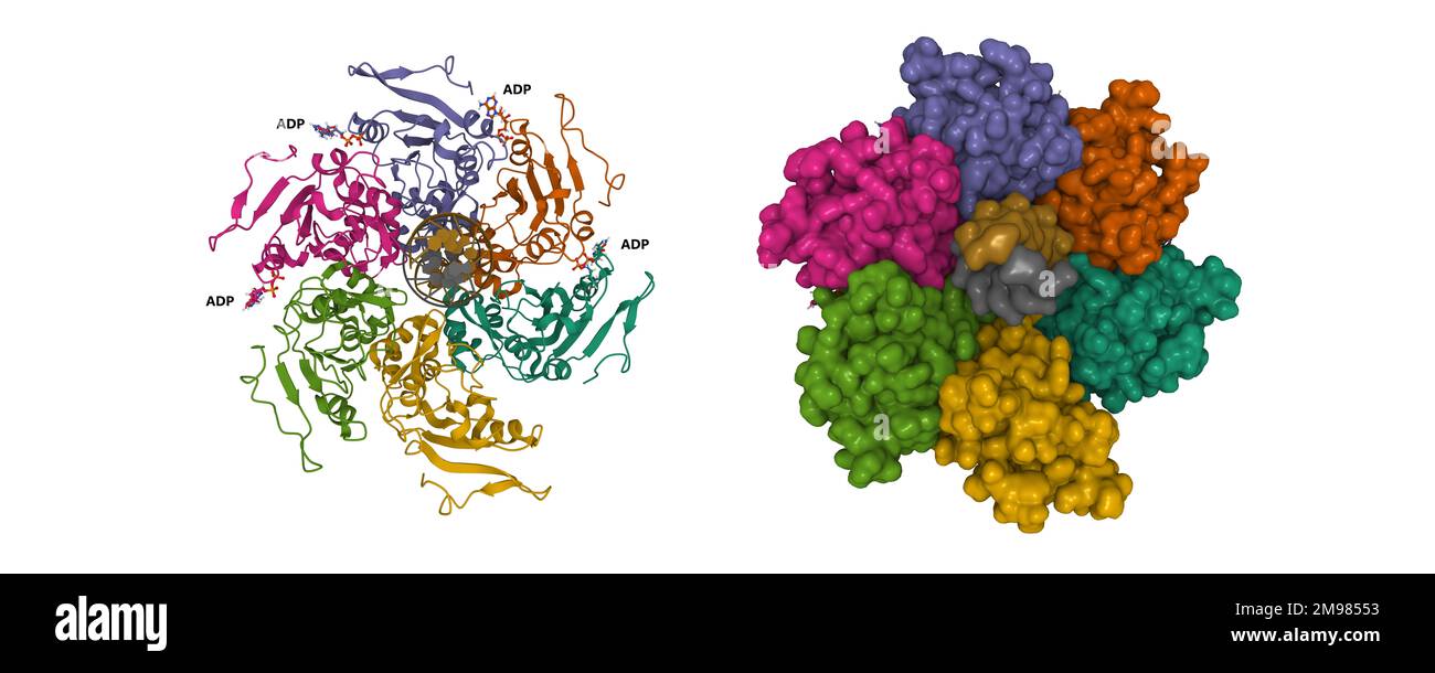 Struttura crio-EM della replicasi PCV2 legata al ssDNA. 3D modelli di ...