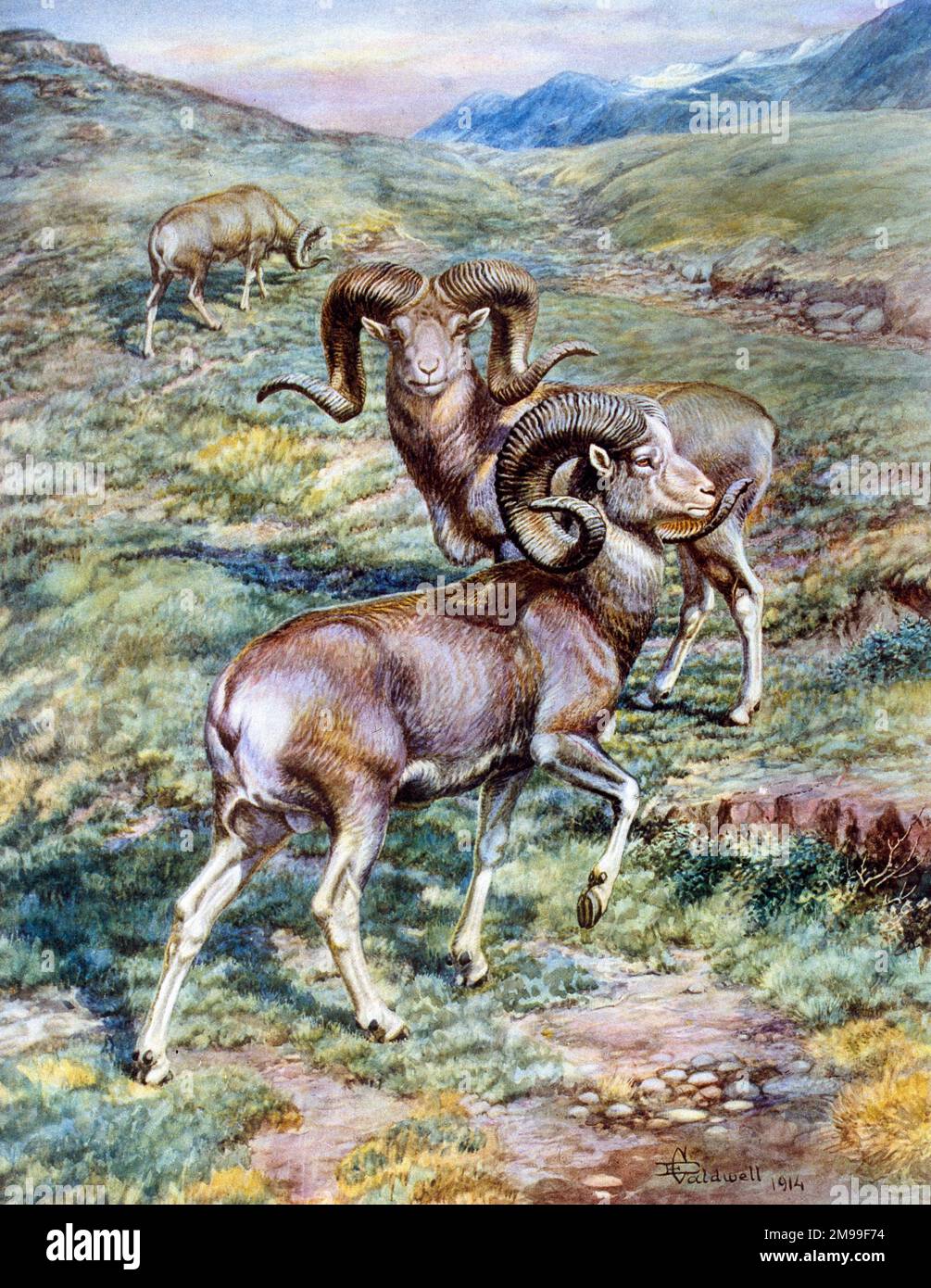 I montoni immagini e fotografie stock ad alta risoluzione - Alamy