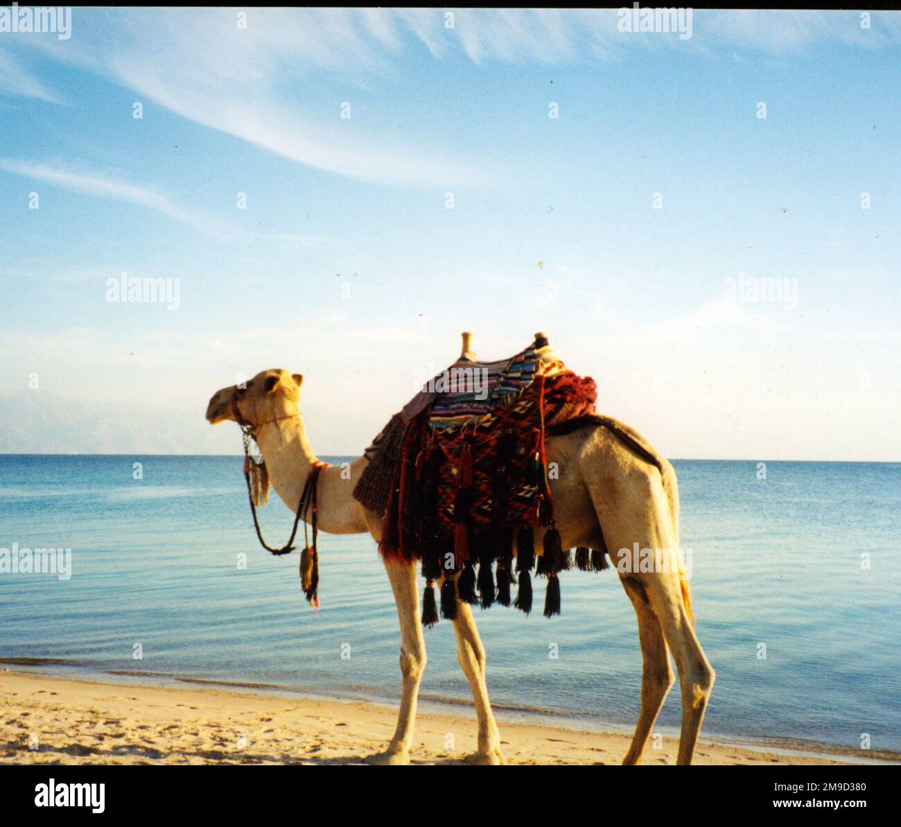 Storia del cammello immagini e fotografie stock ad alta risoluzione - Alamy