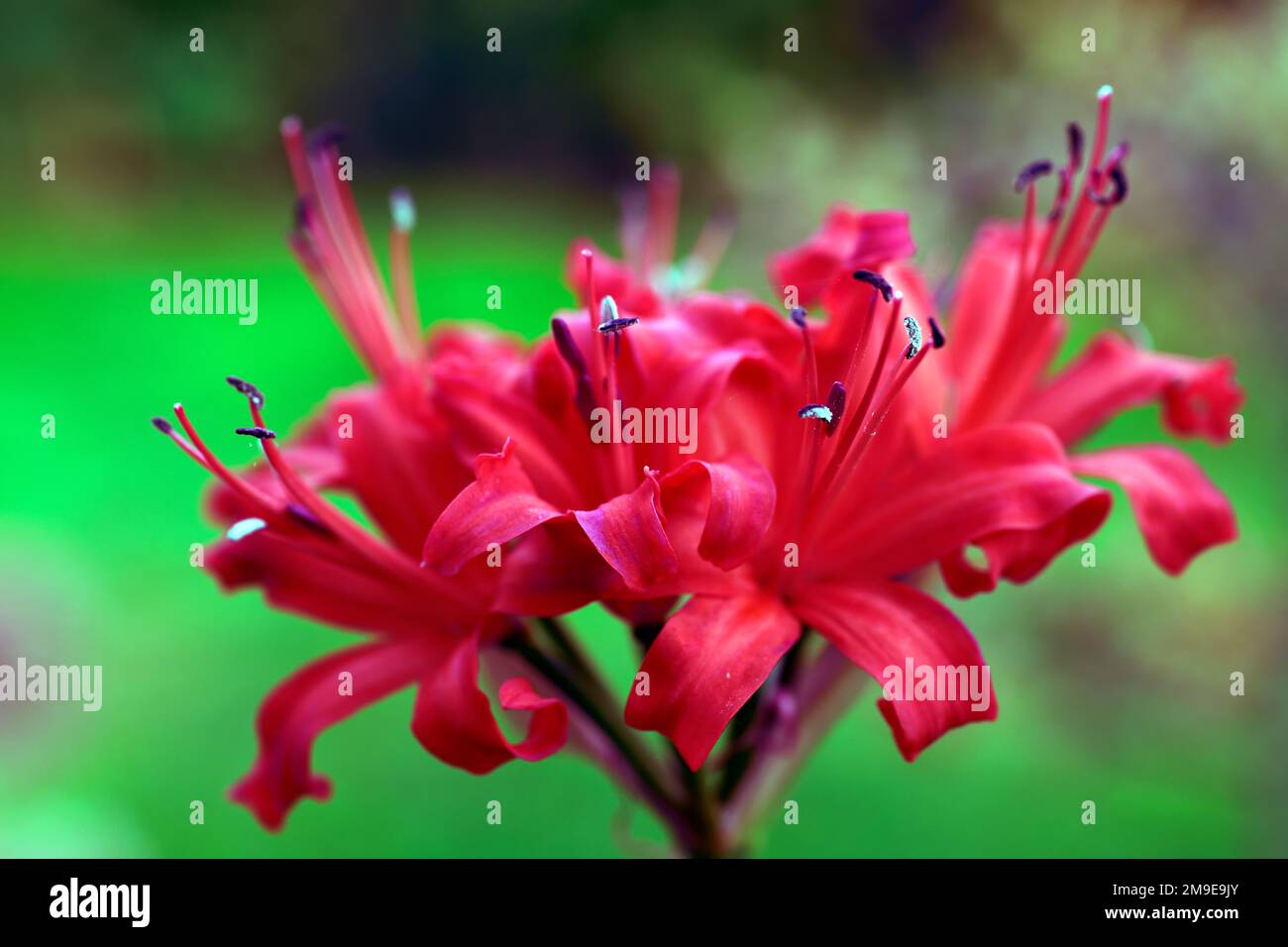 Fiori di nerina rossa immagini e fotografie stock ad alta risoluzione - Alamy