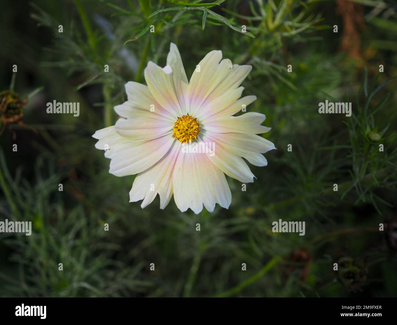 Limonata di albicocche cosmos bipinnatus immagini e fotografie stock ad ...