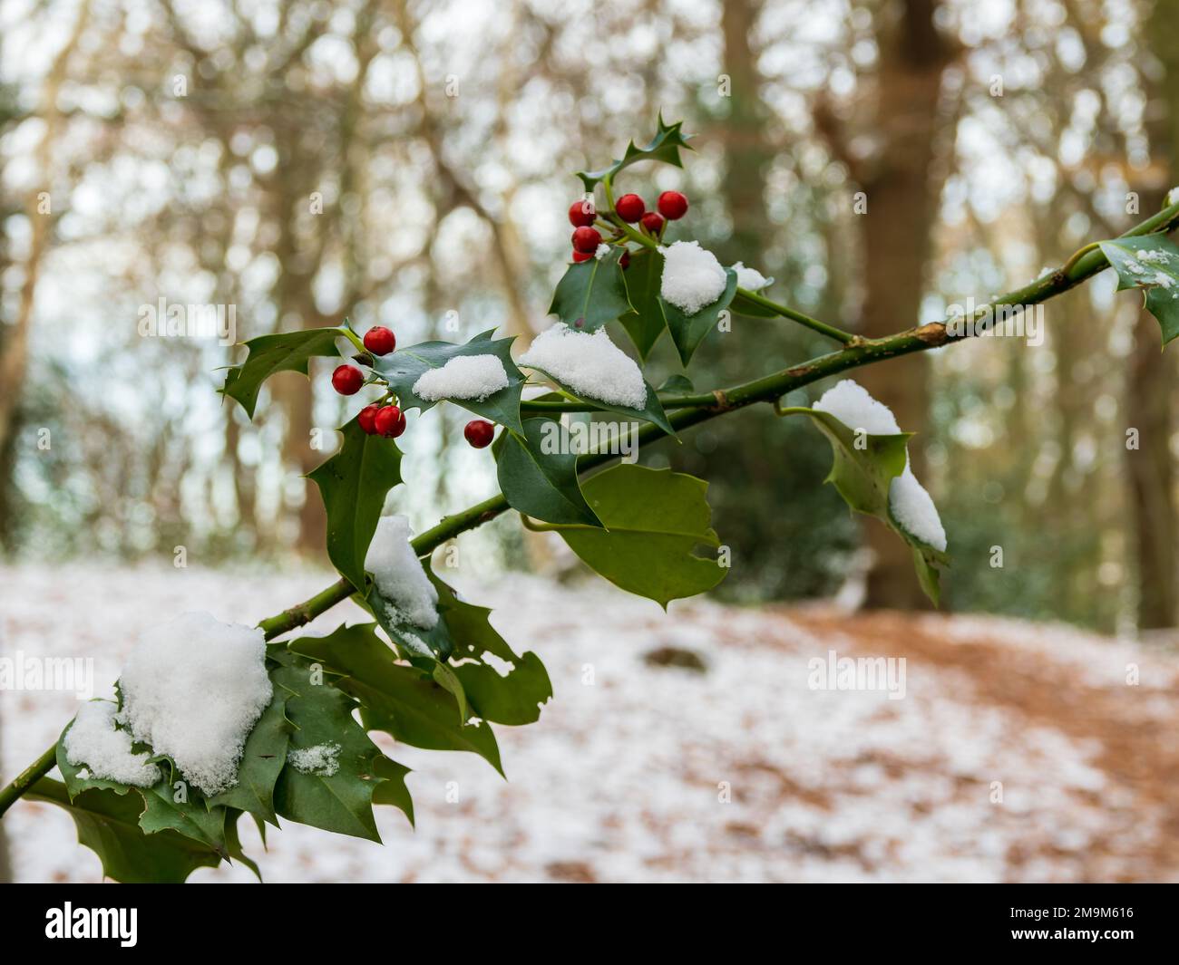 Croham hurst immagini e fotografie stock ad alta risoluzione - Alamy
