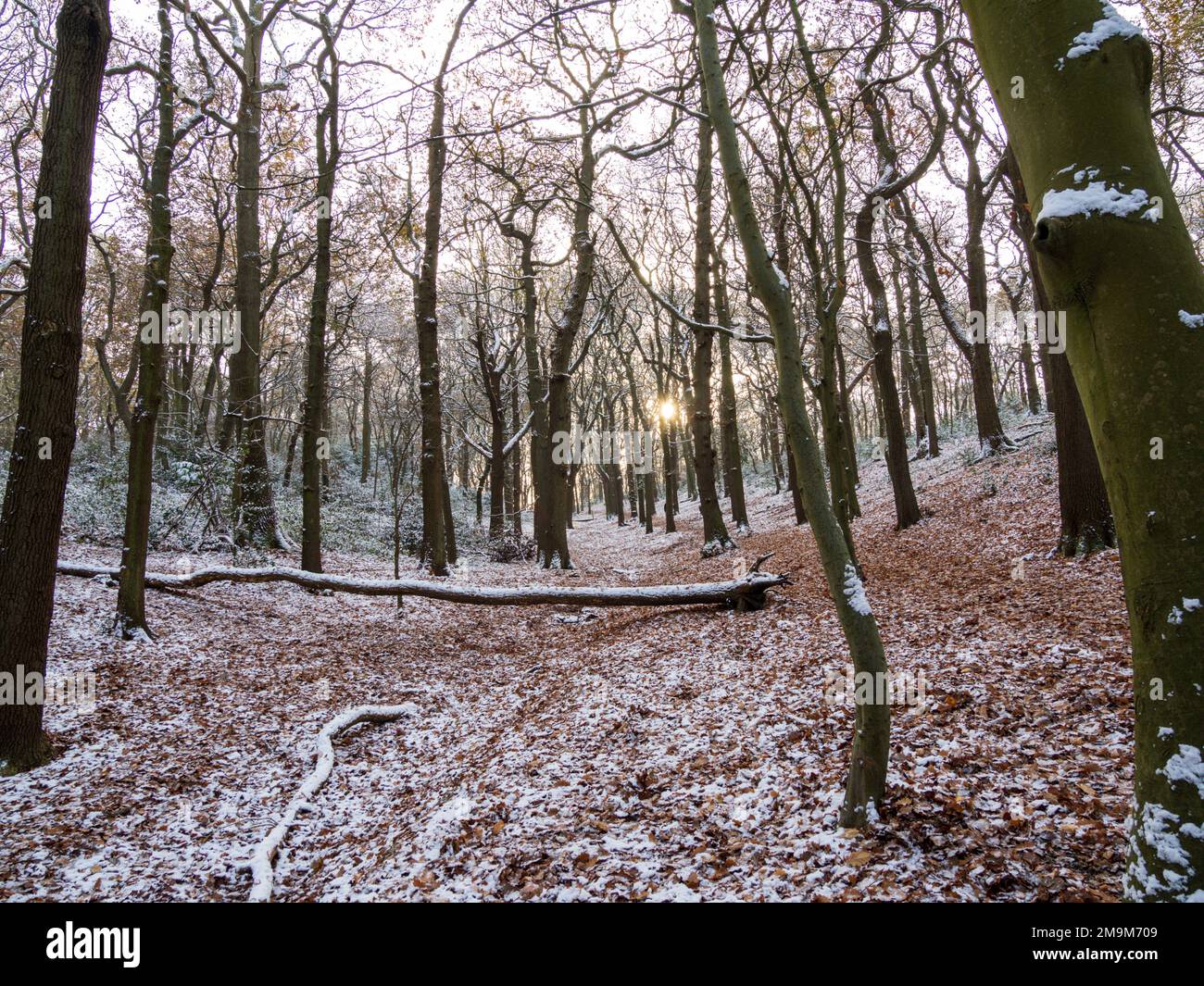 Croham hurst immagini e fotografie stock ad alta risoluzione - Alamy