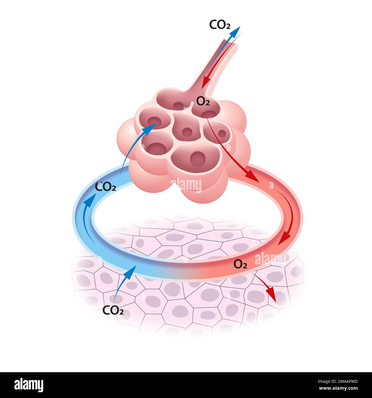 Alveoli polmonari immagini e fotografie stock ad alta risoluzione - Alamy