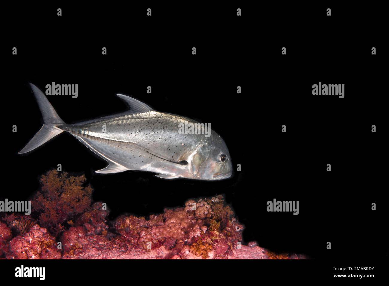 Carangidi notturni immagini e fotografie stock ad alta risoluzione - Alamy