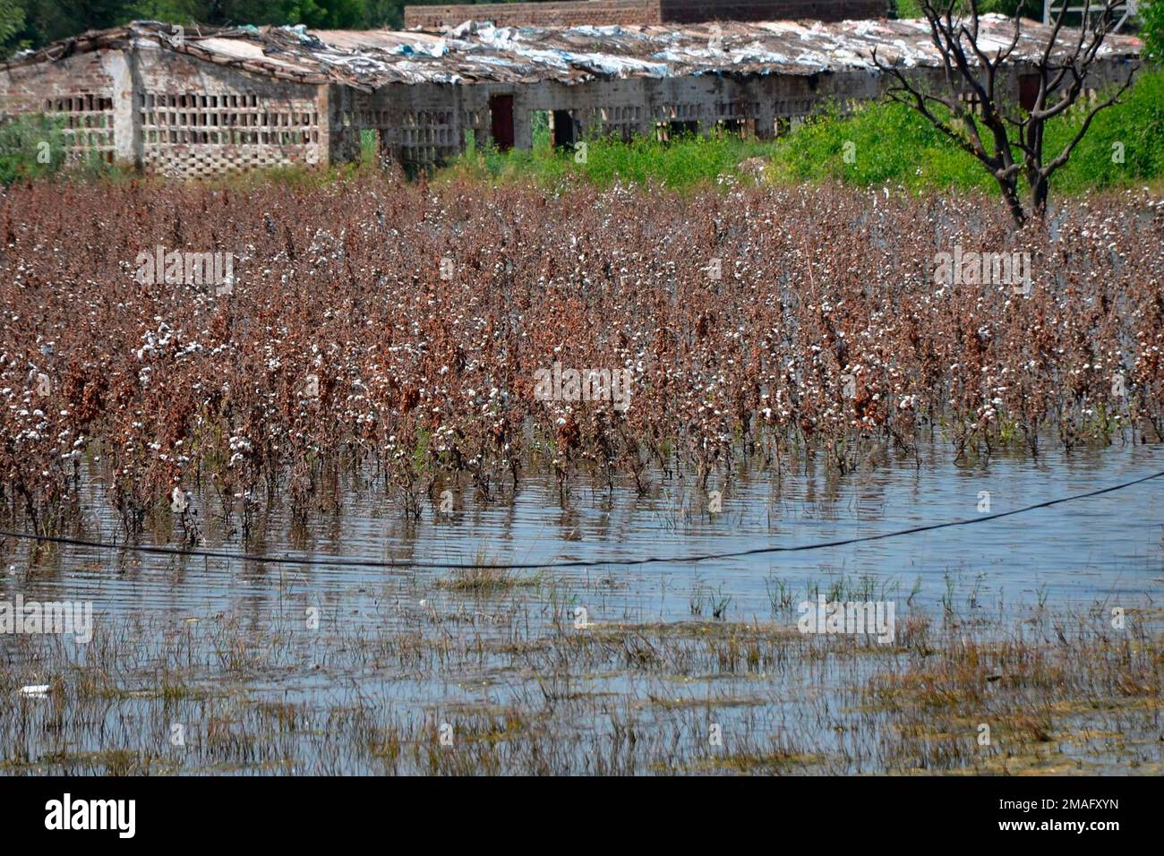 Cotton crops are submerged in floodwaters due to heavy monsoon rains ...