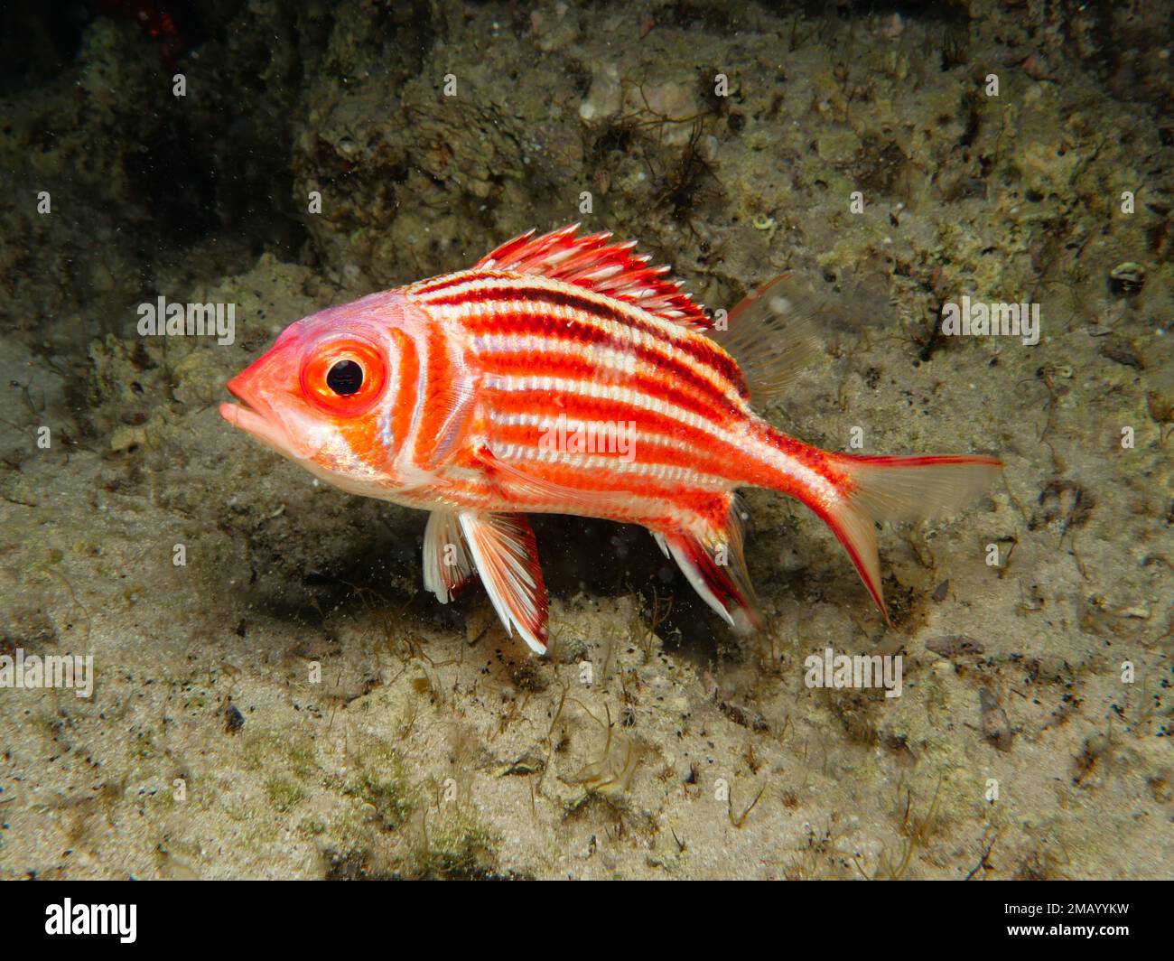 Pesce scoiattolo immagini e fotografie stock ad alta risoluzione - Alamy