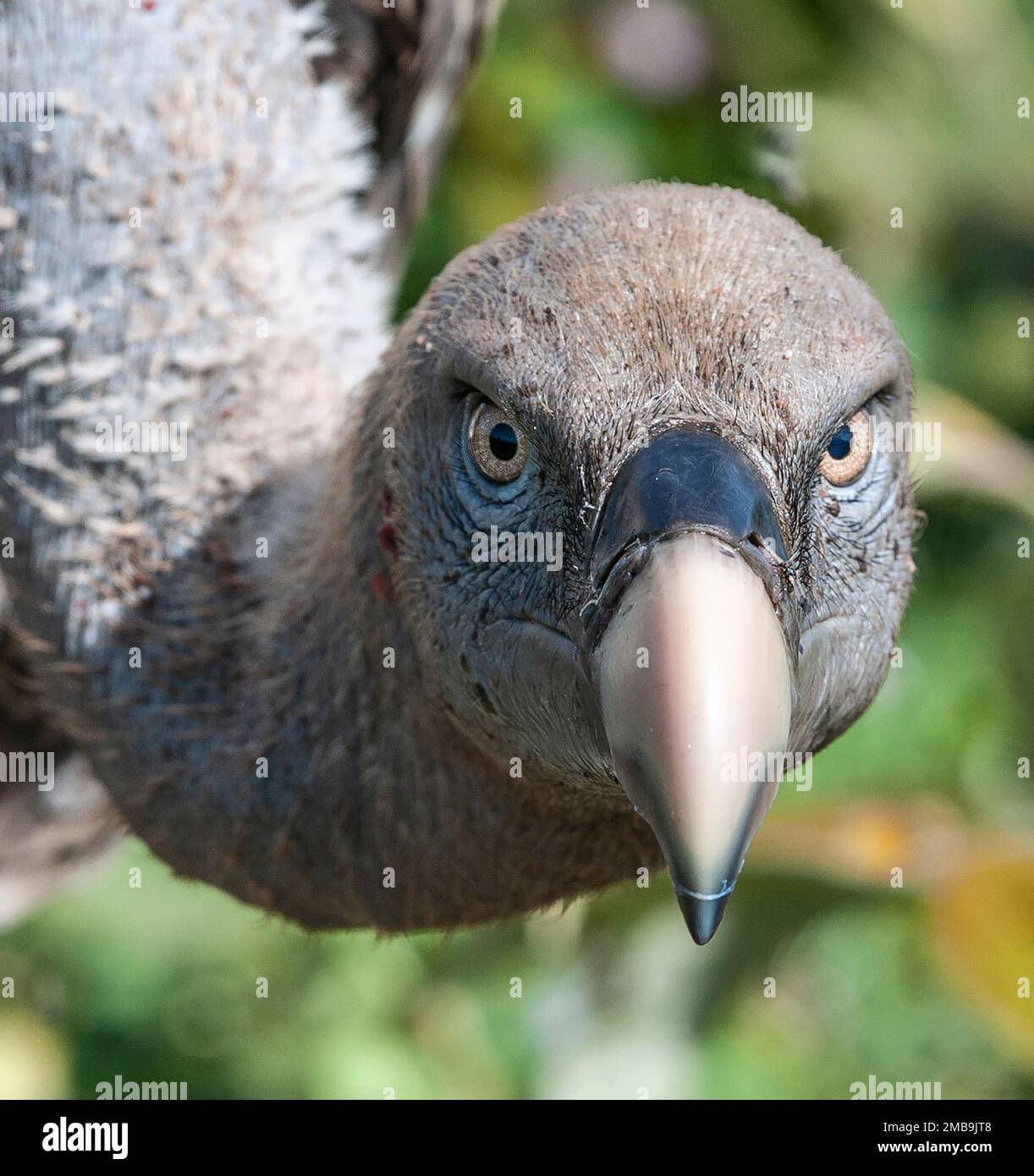 Grifone africano immagini e fotografie stock ad alta risoluzione - Alamy