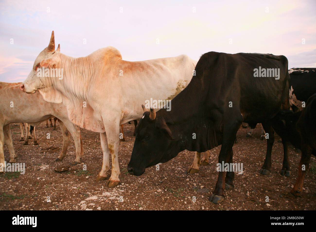 Profilo delle mucche immagini e fotografie stock ad alta risoluzione ...
