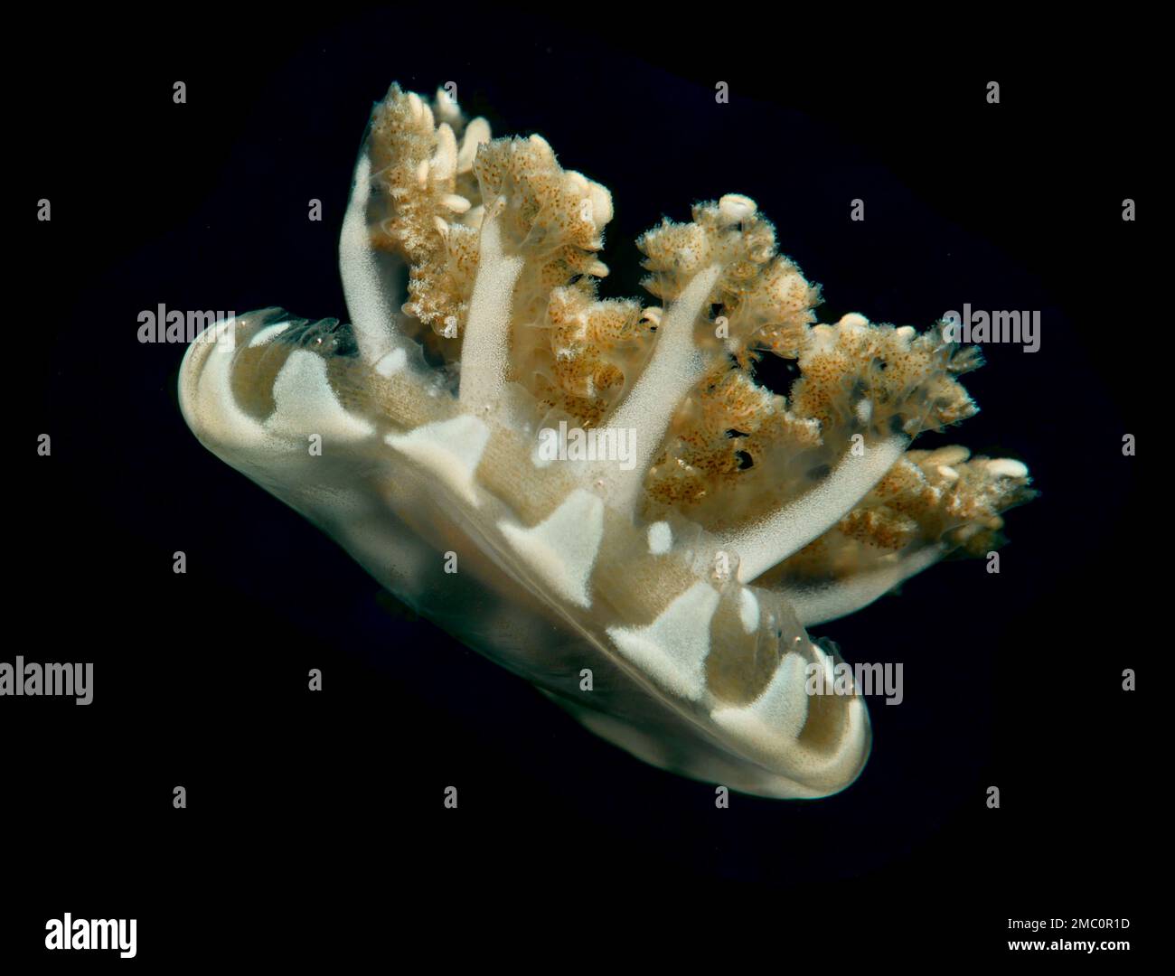 Medusa medusa immagini e fotografie stock ad alta risoluzione - Alamy