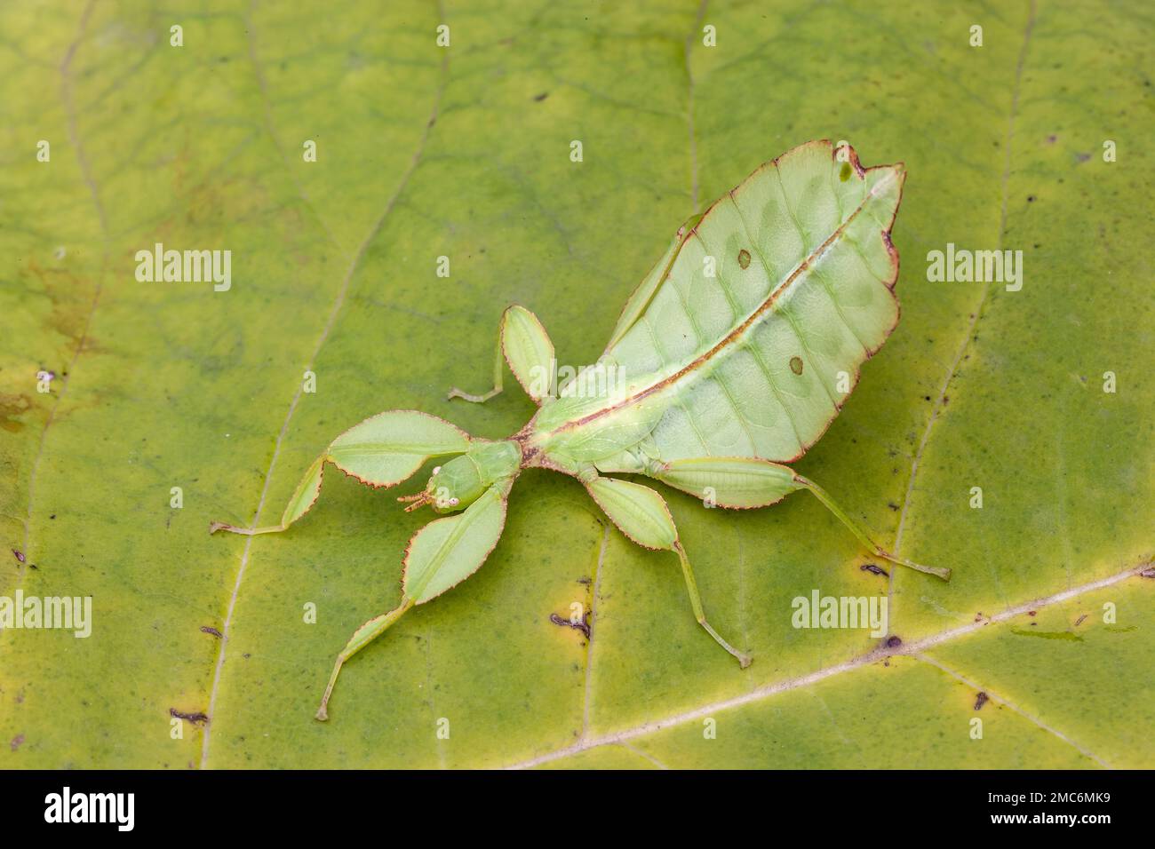 Phyllium di insetti fogliari immagini e fotografie stock ad alta ...