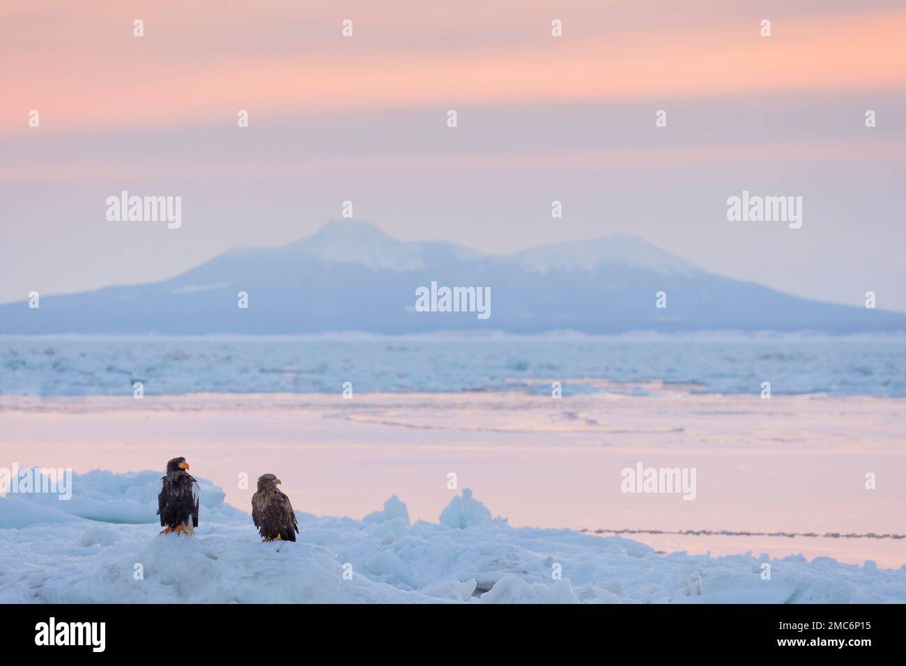 L'aquila di mare di Steller (Haliaeetus pelagicus) e l'aquila dalla ...