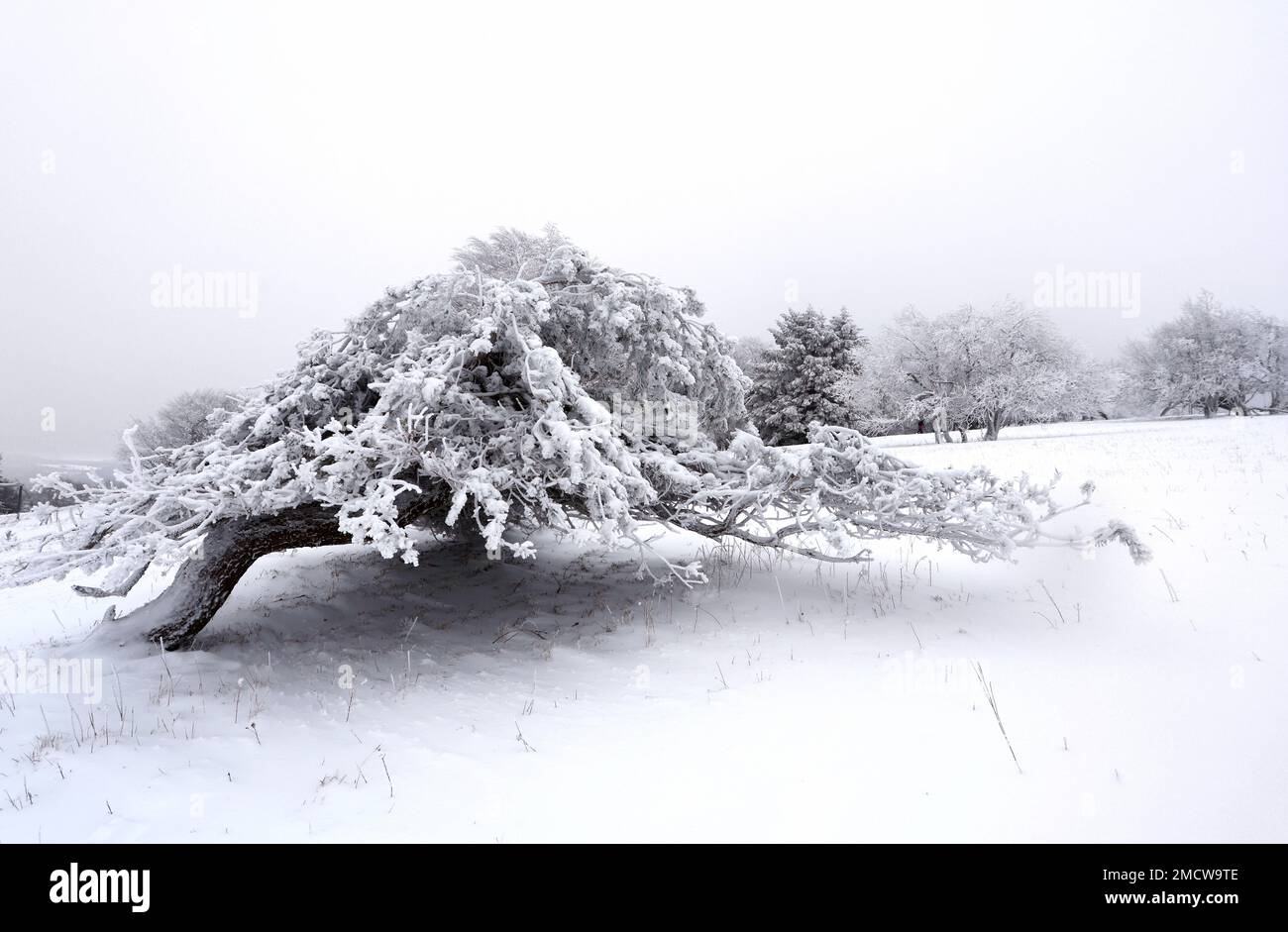 22 gennaio 2023, Baviera, Bischofsheim: Un albero coperto di neve e ...