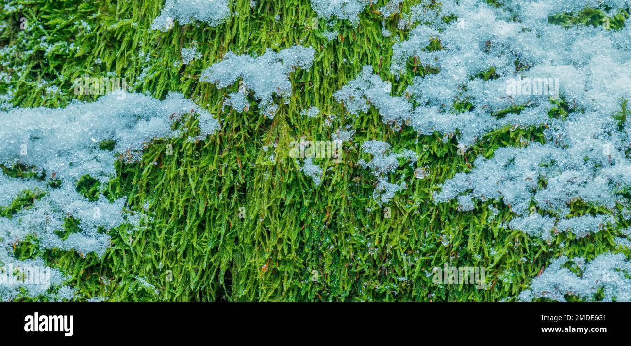 Moss texture immagini e fotografie stock ad alta risoluzione - Alamy