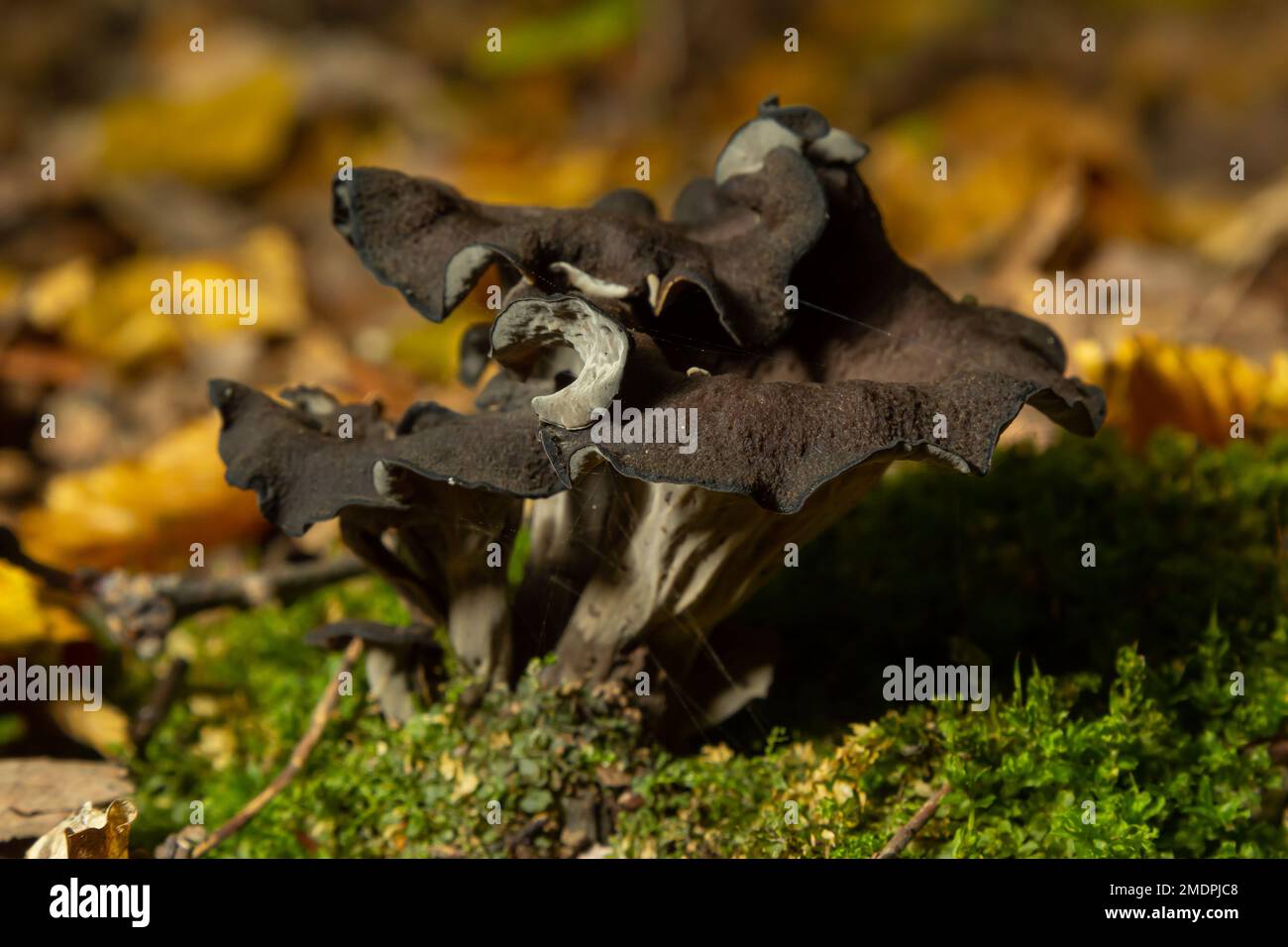 Trombe nere craterellus cornucopioides immagini e fotografie stock ad ...