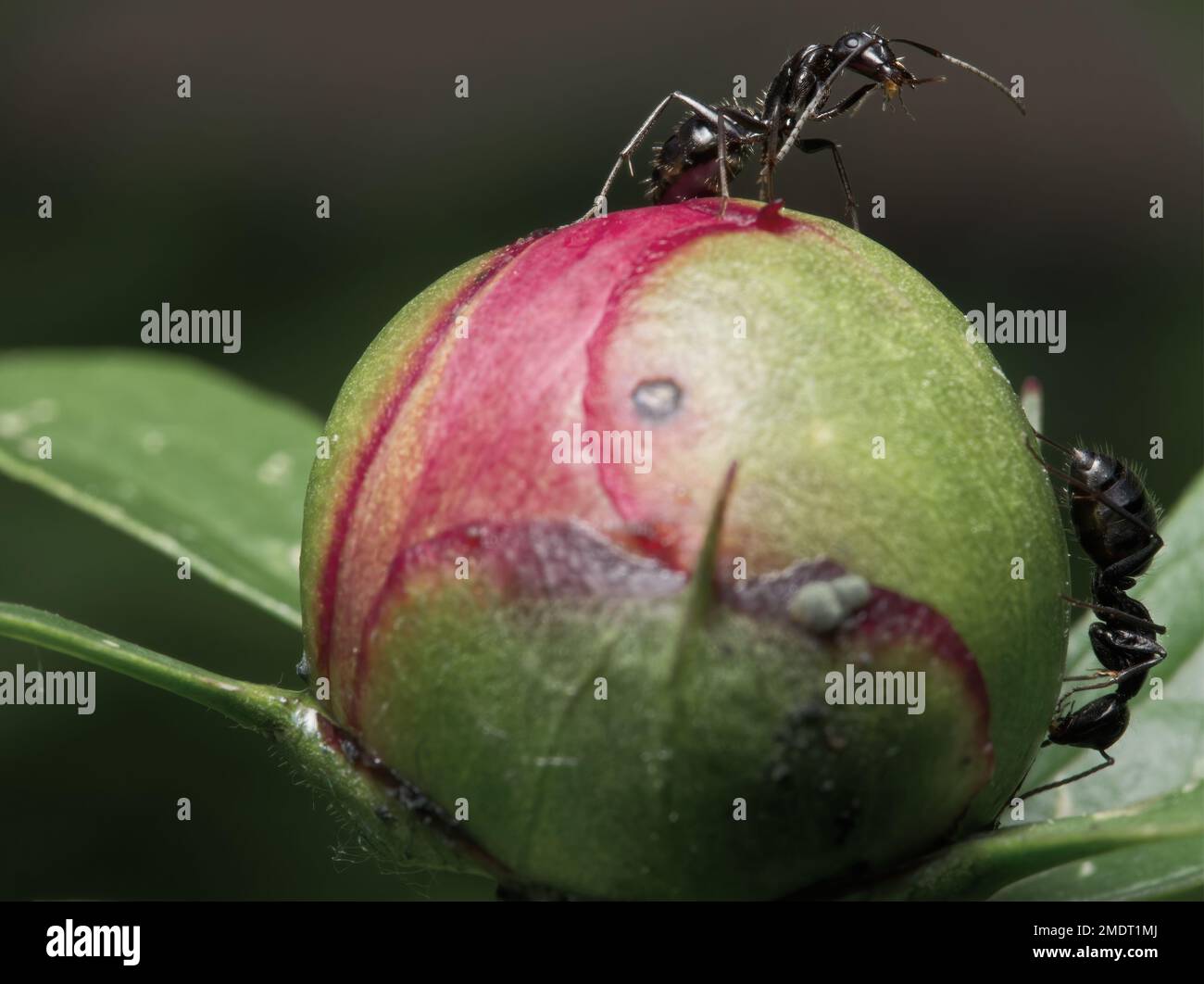 Formiche sul fiore immagini e fotografie stock ad alta risoluzione - Alamy