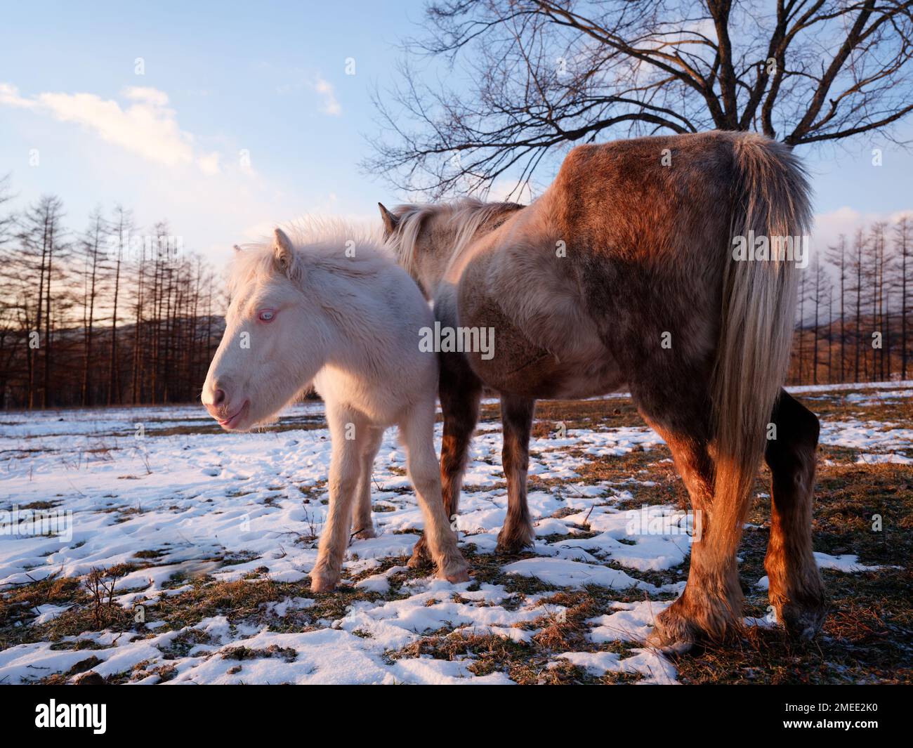 Cavallo madre immagini e fotografie stock ad alta risoluzione - Alamy
