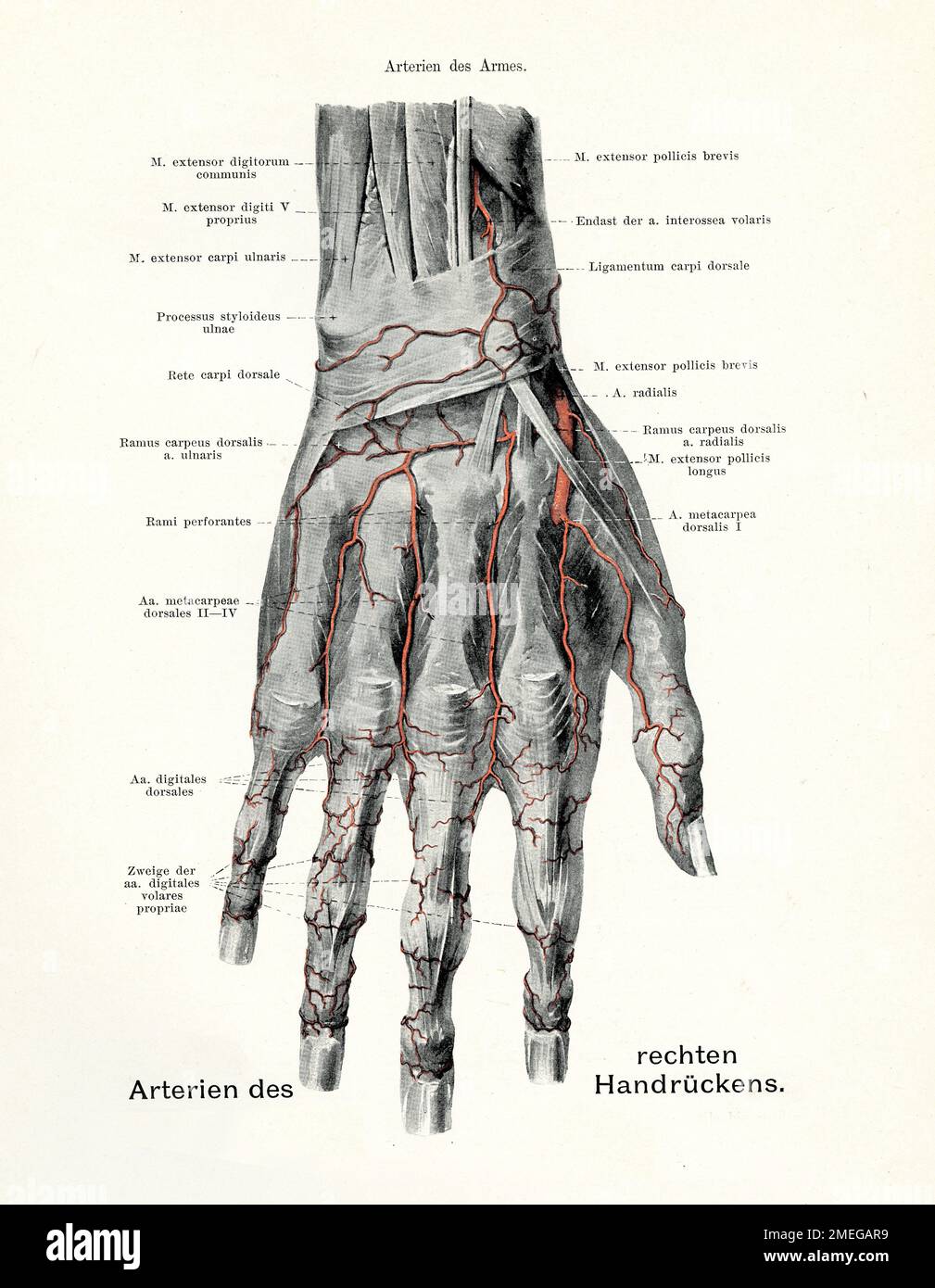 Arterie dorsali della mano destra. Illustrazione vintage dell'anatomia ...