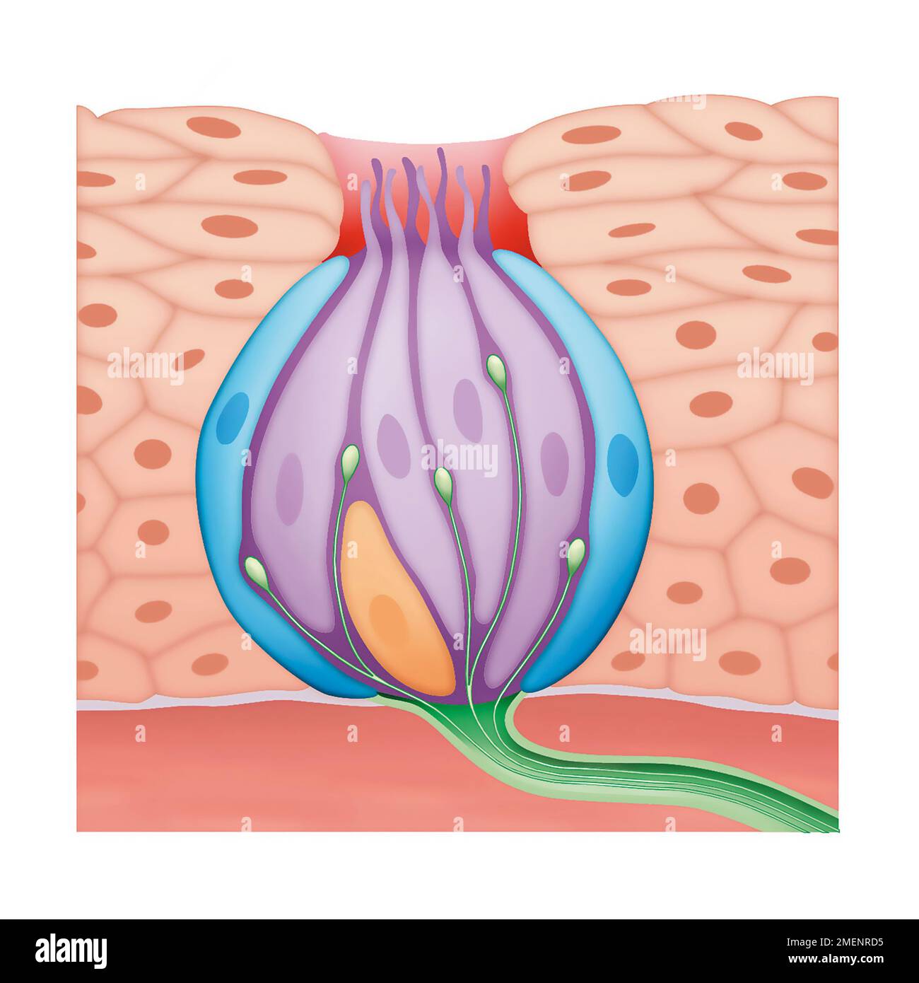 Struttura delle papille gustative immagini e fotografie stock ad alta ...