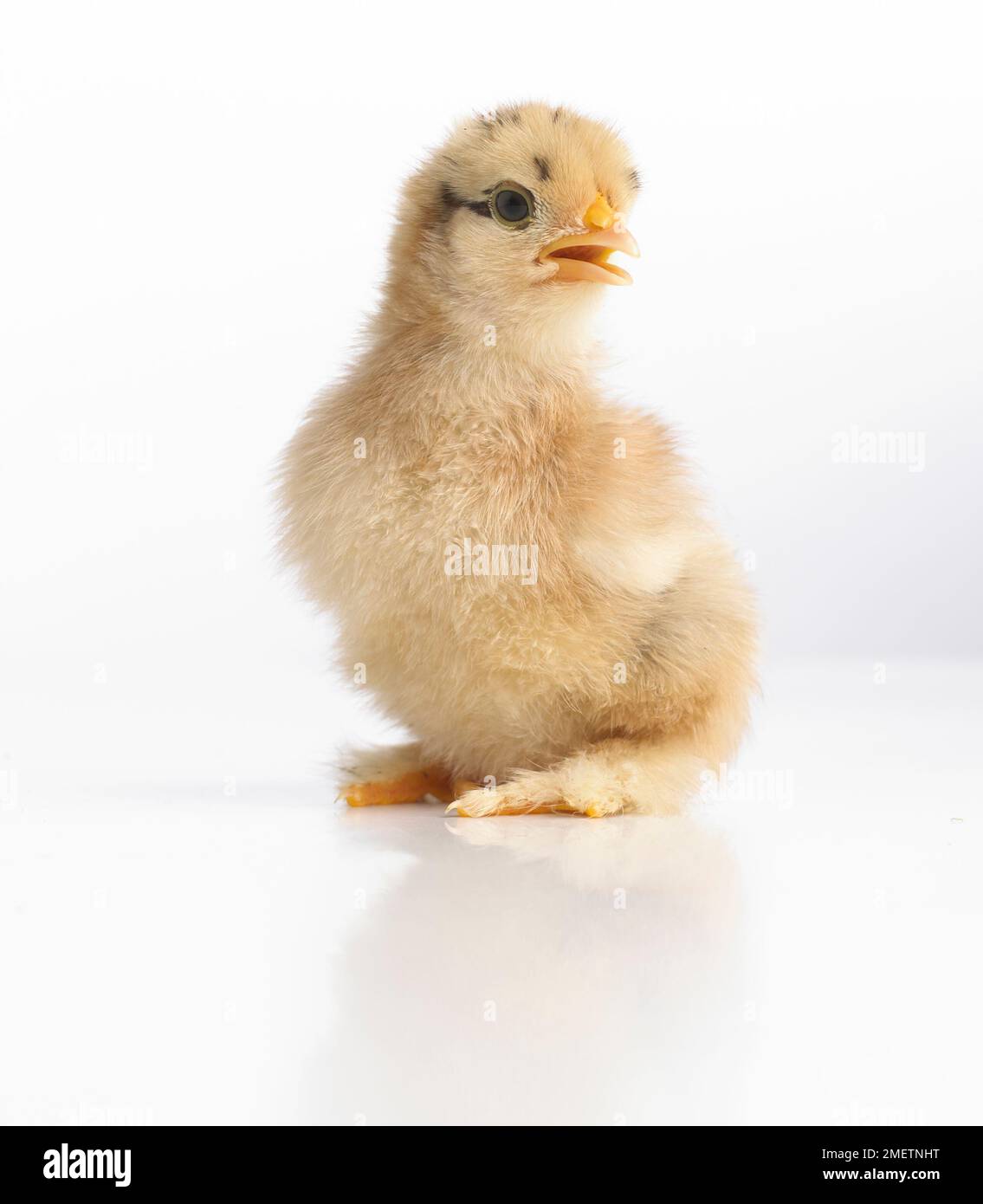 Pulcino di uccello cinguettante immagini e fotografie stock ad alta ...