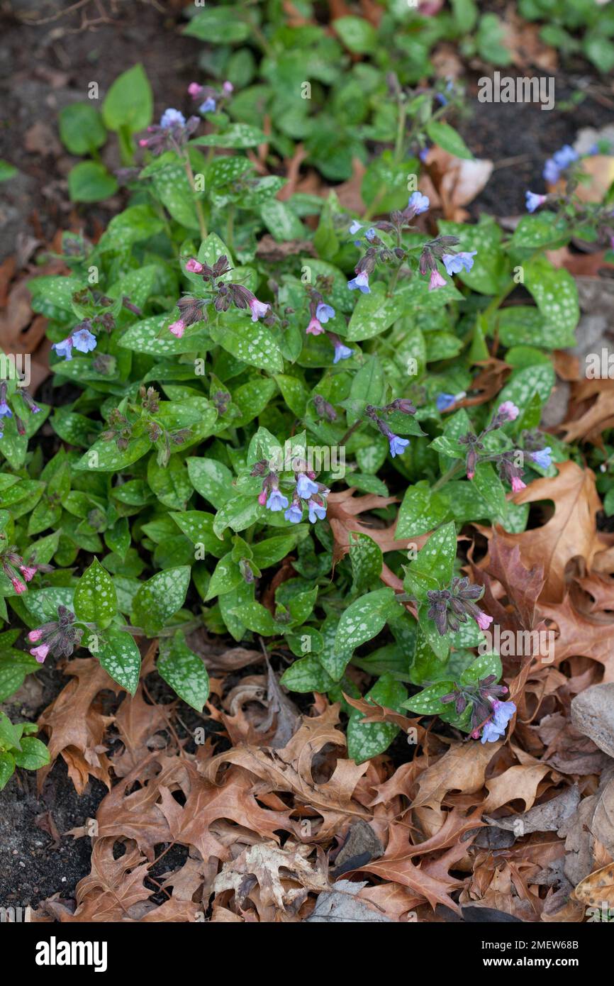 Roy davidson immagini e fotografie stock ad alta risoluzione - Alamy