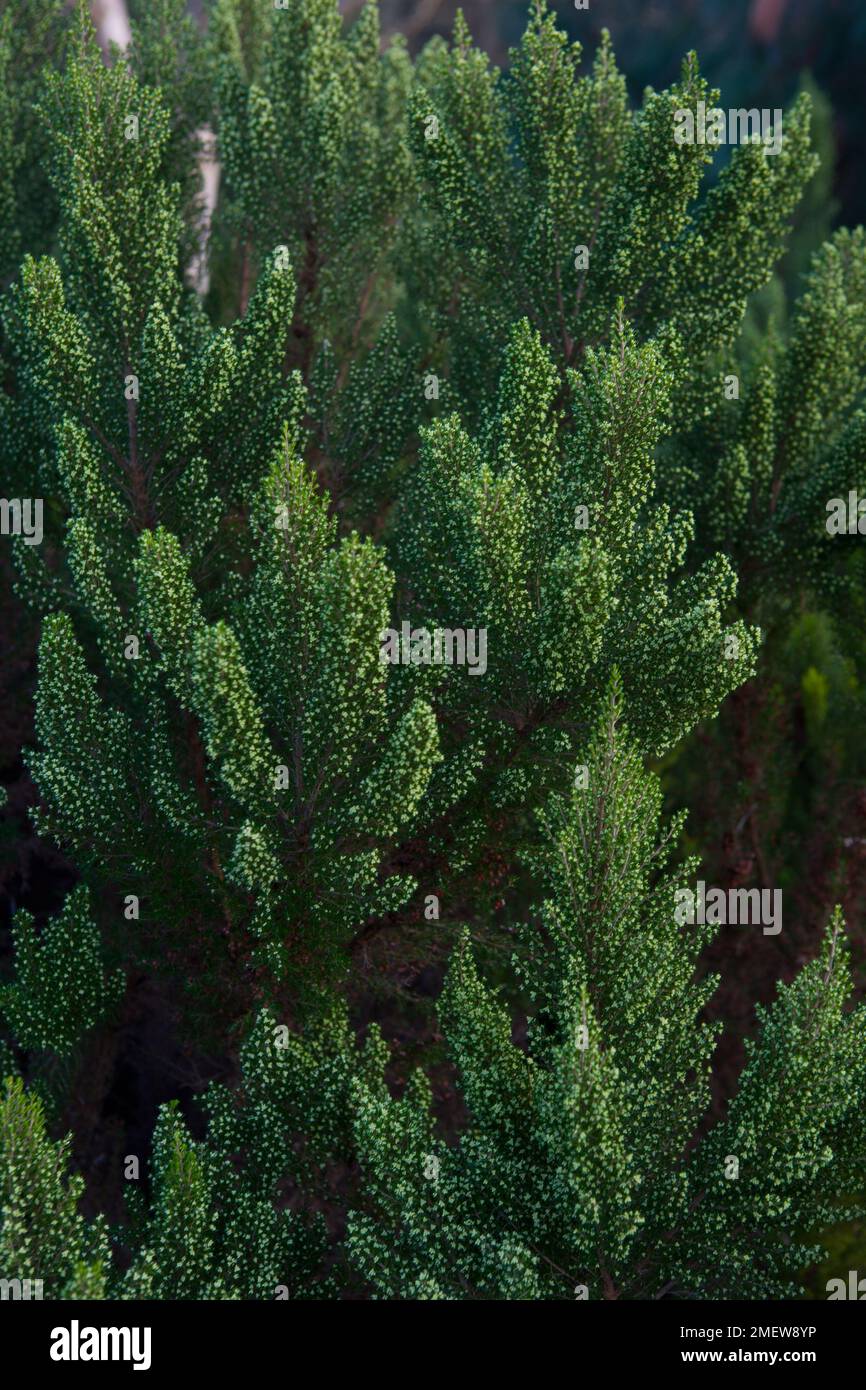 Erica arborea plants immagini e fotografie stock ad alta risoluzione ...