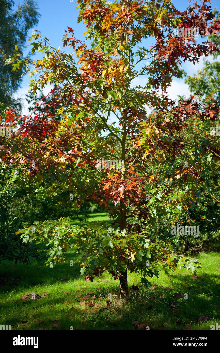 Quercus velutina immagini e fotografie stock ad alta risoluzione - Alamy