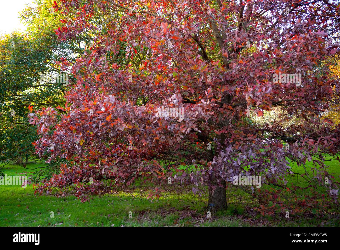 Quercus alba immagini e fotografie stock ad alta risoluzione - Alamy