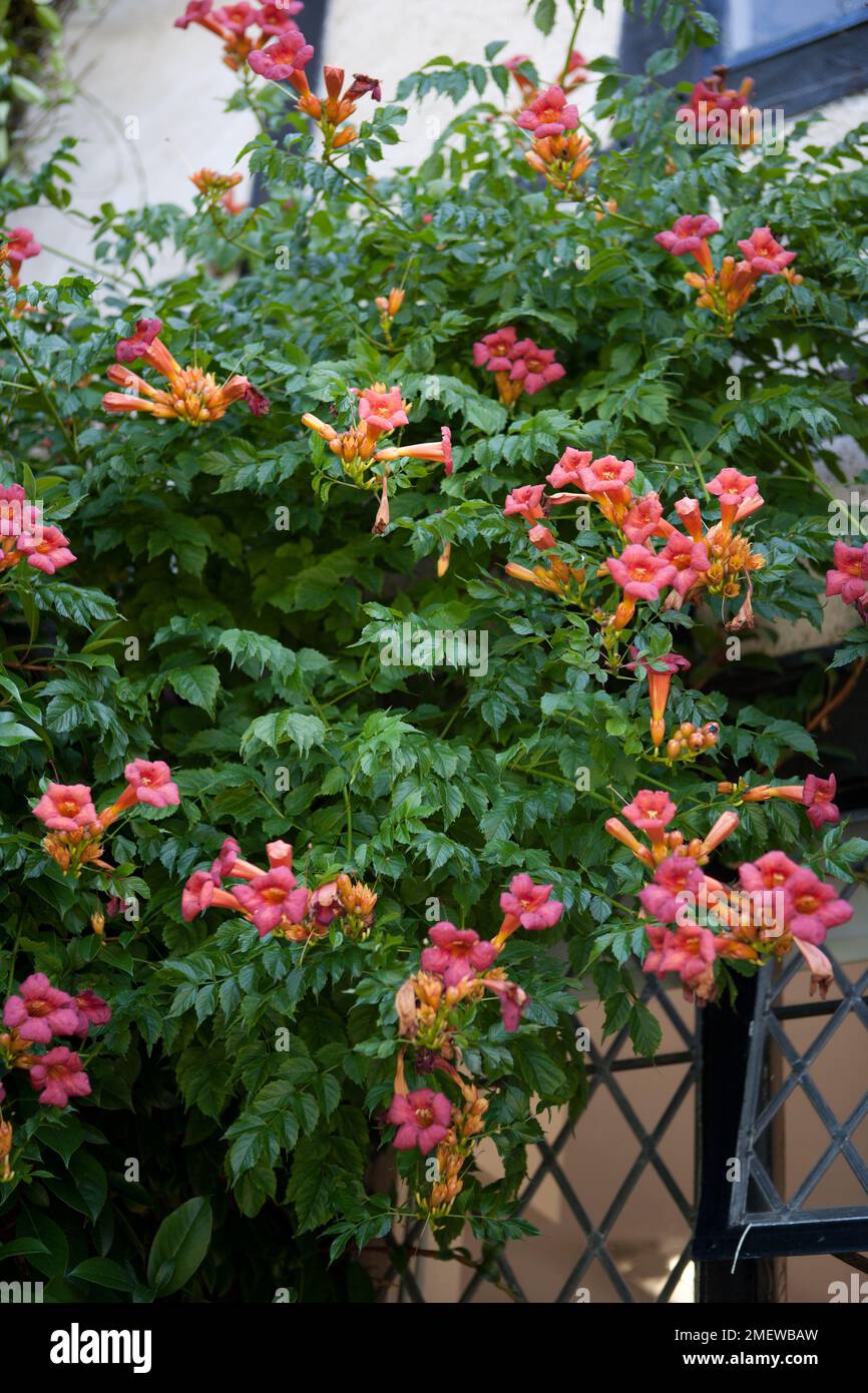 Campsis pink immagini e fotografie stock ad alta risoluzione - Alamy