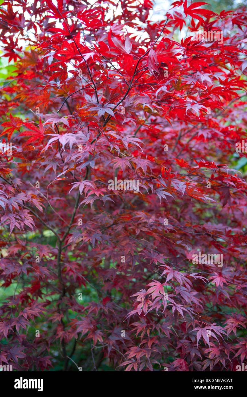 Acer pentaphyllum immagini e fotografie stock ad alta risoluzione - Alamy
