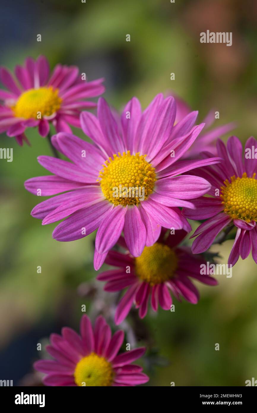 Madder plants immagini e fotografie stock ad alta risoluzione - Alamy