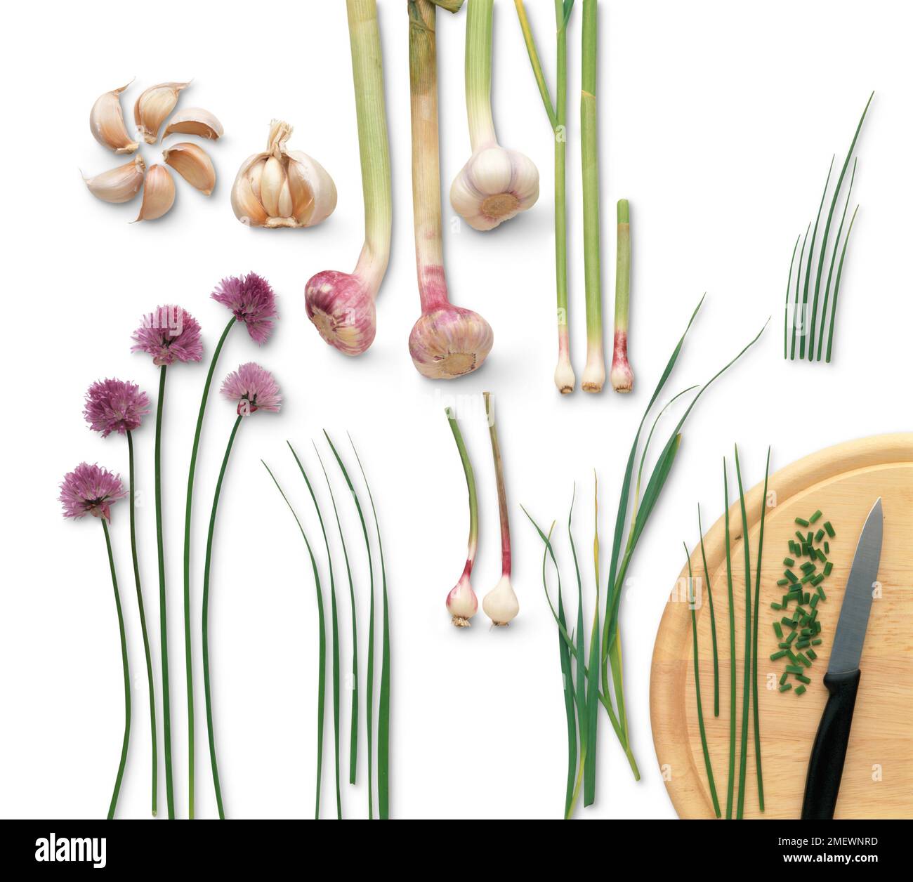 Allium sativum aglio piante piante immagini e fotografie stock ad alta ...