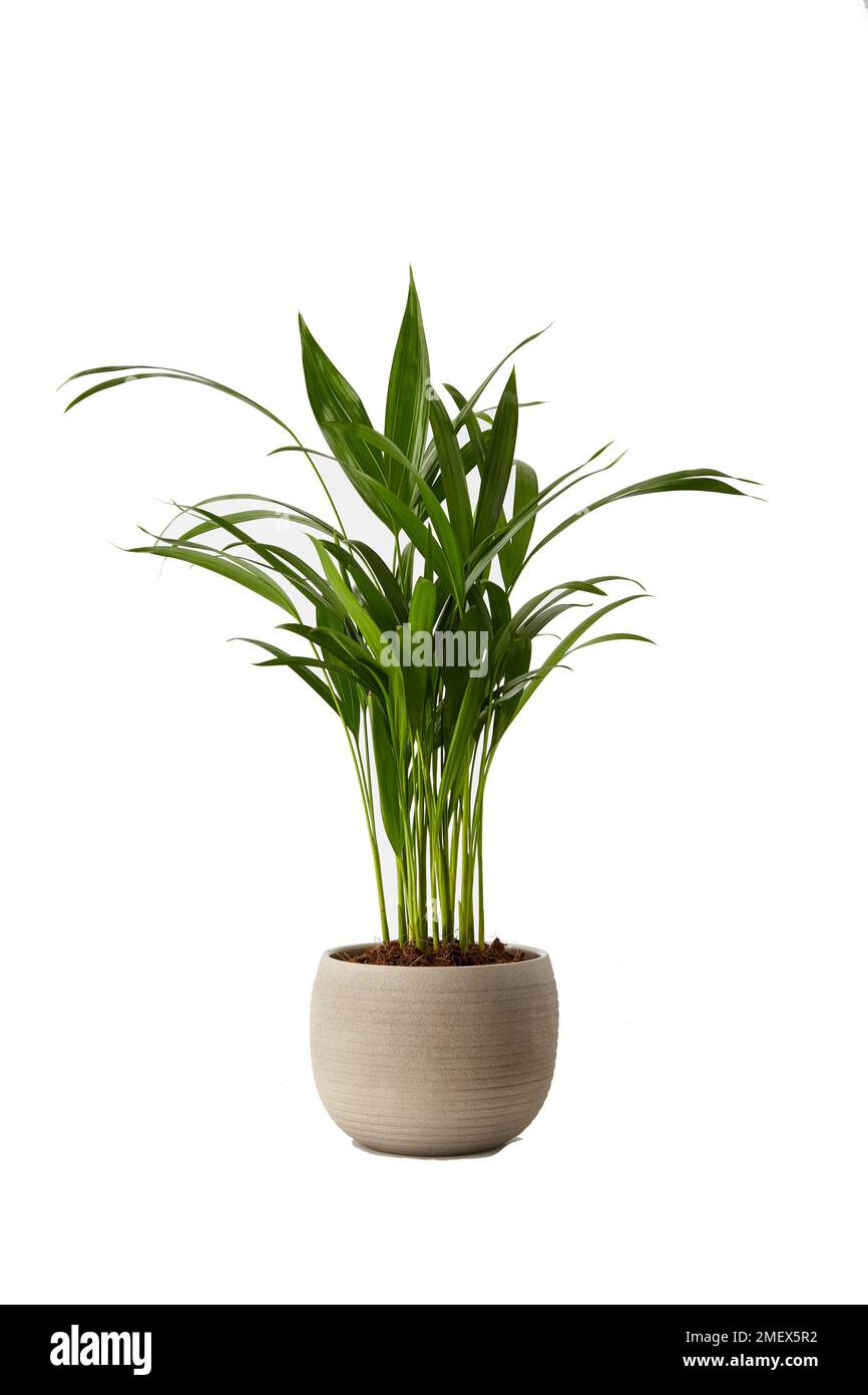 Areca palm dypsis lutescens immagini e fotografie stock ad alta ...