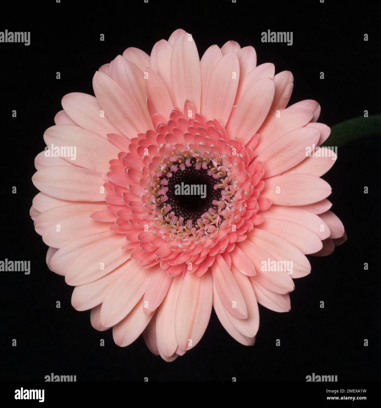 Iso 200 immagini e fotografie stock ad alta risoluzione - Alamy