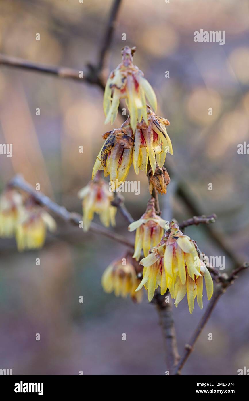 Fiore di chimonanthus praecox immagini e fotografie stock ad alta ...