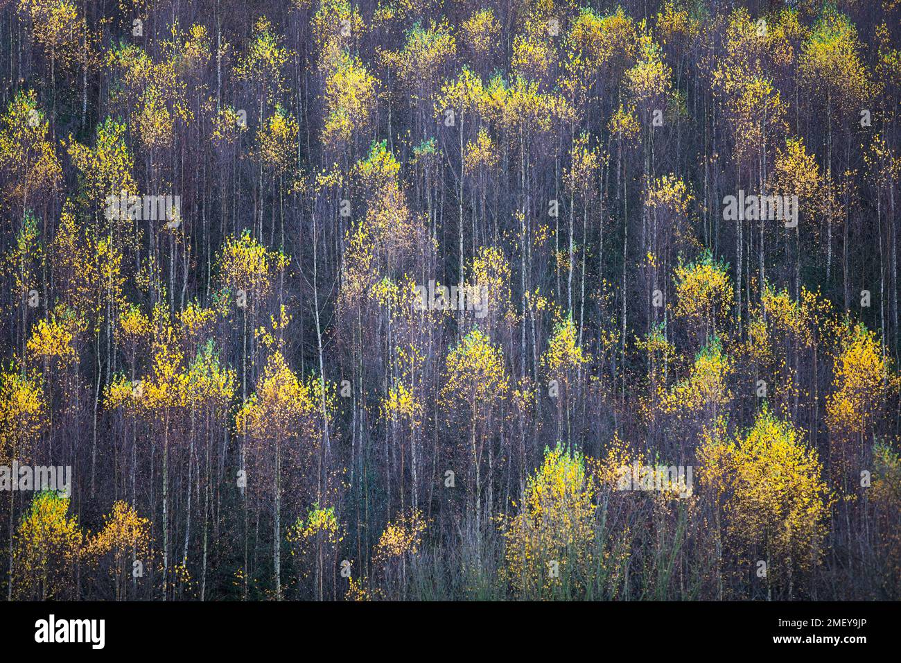 Una betulla immagini e fotografie stock ad alta risoluzione - Alamy